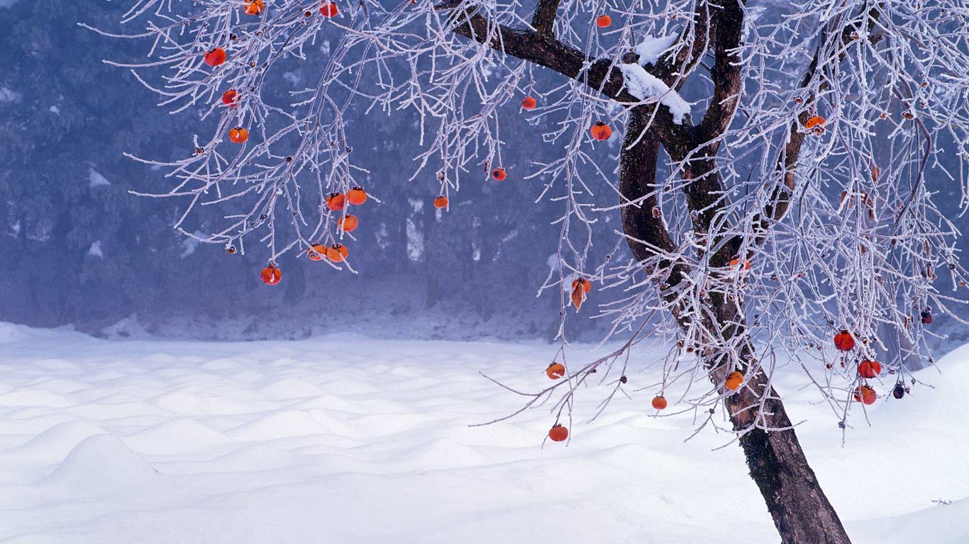 Japanese Winter Wallpapers - Top Free Japanese Winter Backgrounds ...