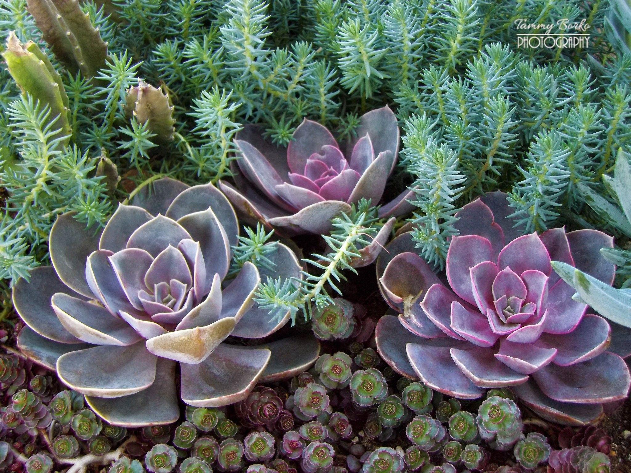 Plants Laptop Wallpapers - Top Free Plants Laptop Backgrounds ...