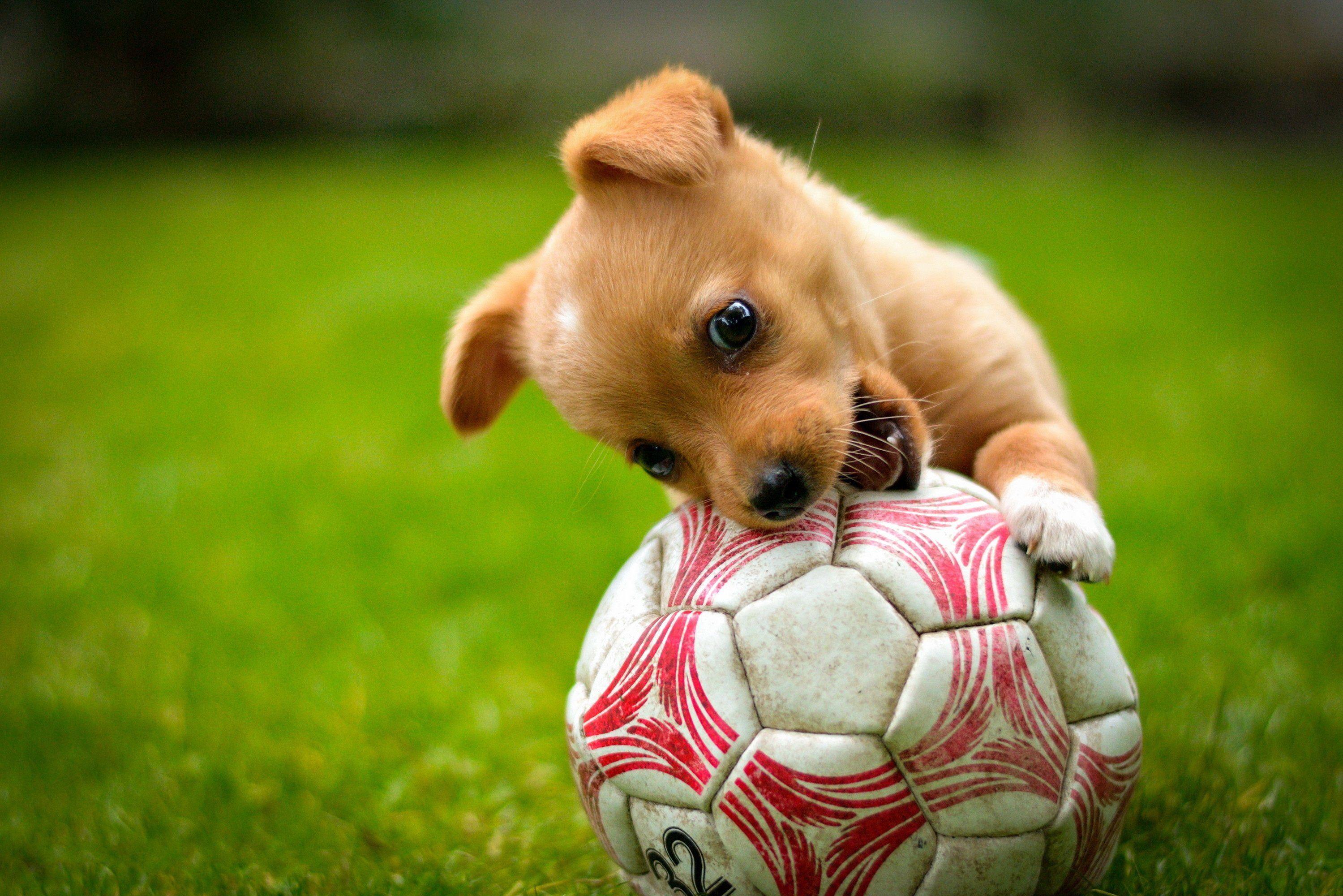 Soccer Cute Wallpapers - Top Free Soccer Cute Backgrounds - WallpaperAccess