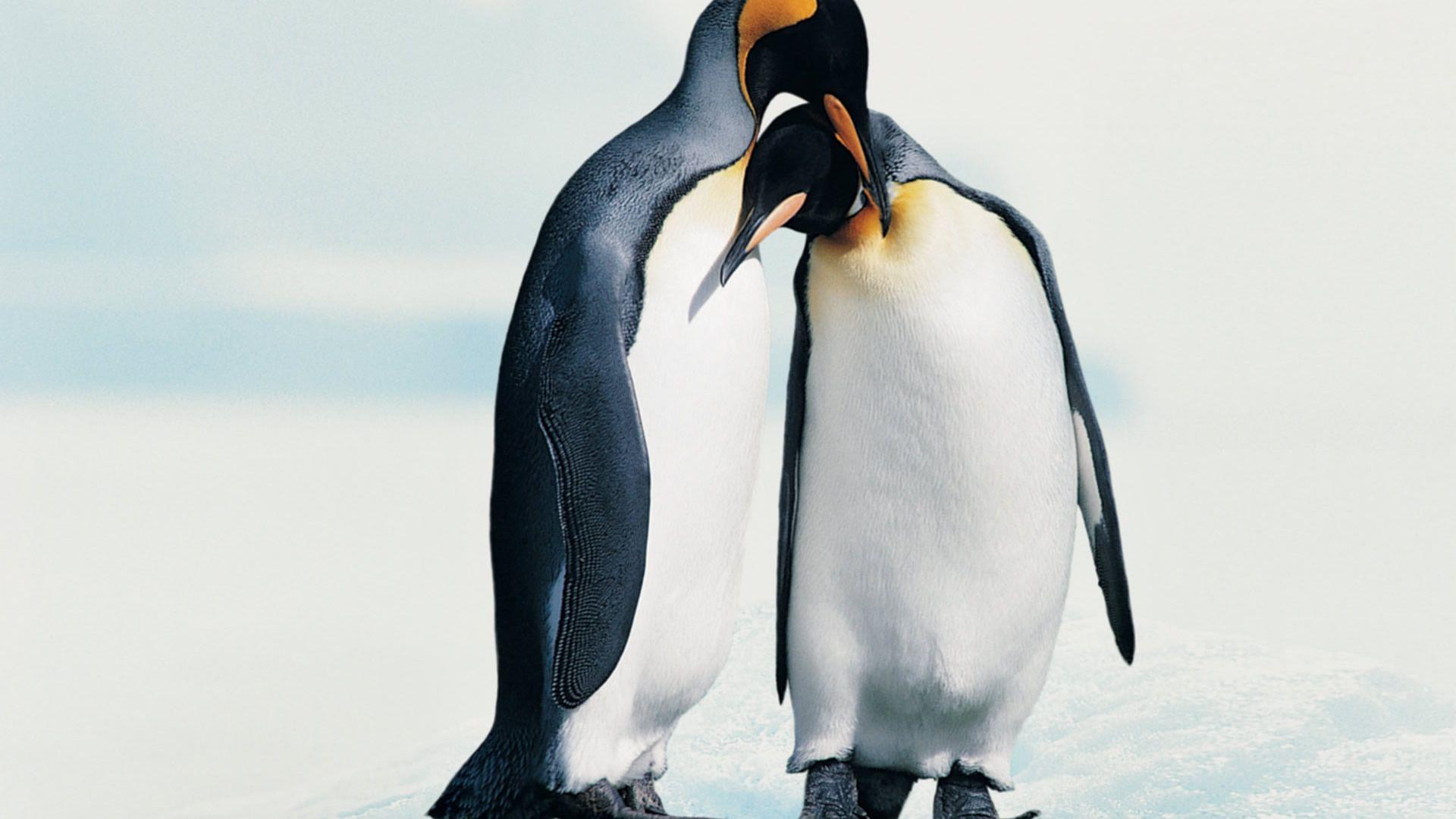 Pinguin Wallpapers - Top Free Pinguin Backgrounds - WallpaperAccess