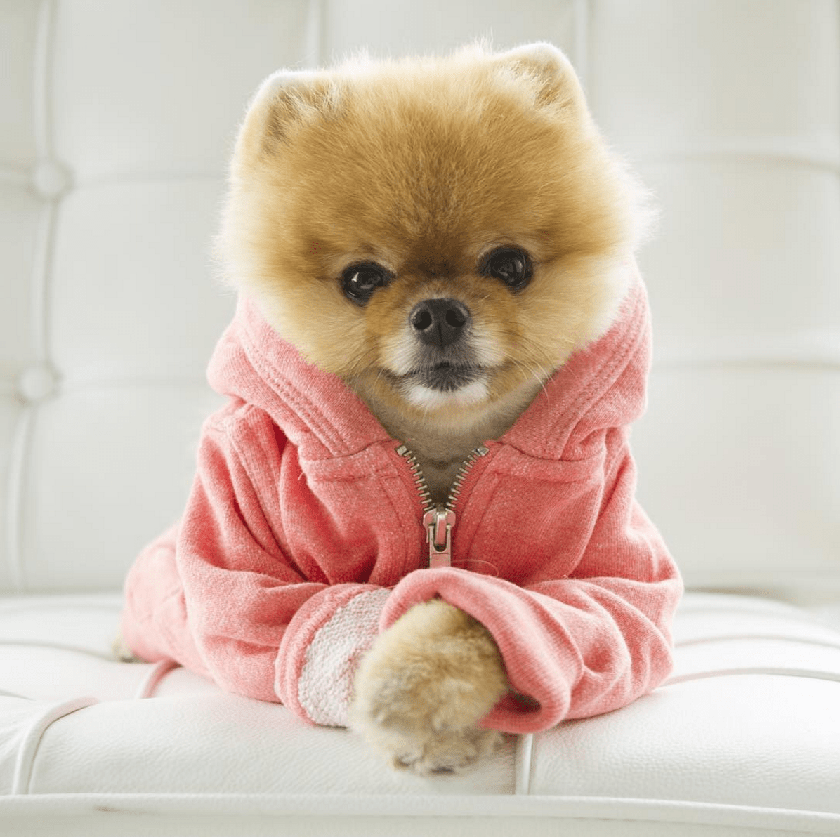 Cute Jiffpom Wallpapers - Top Free Cute Jiffpom Backgrounds - WallpaperAccess
