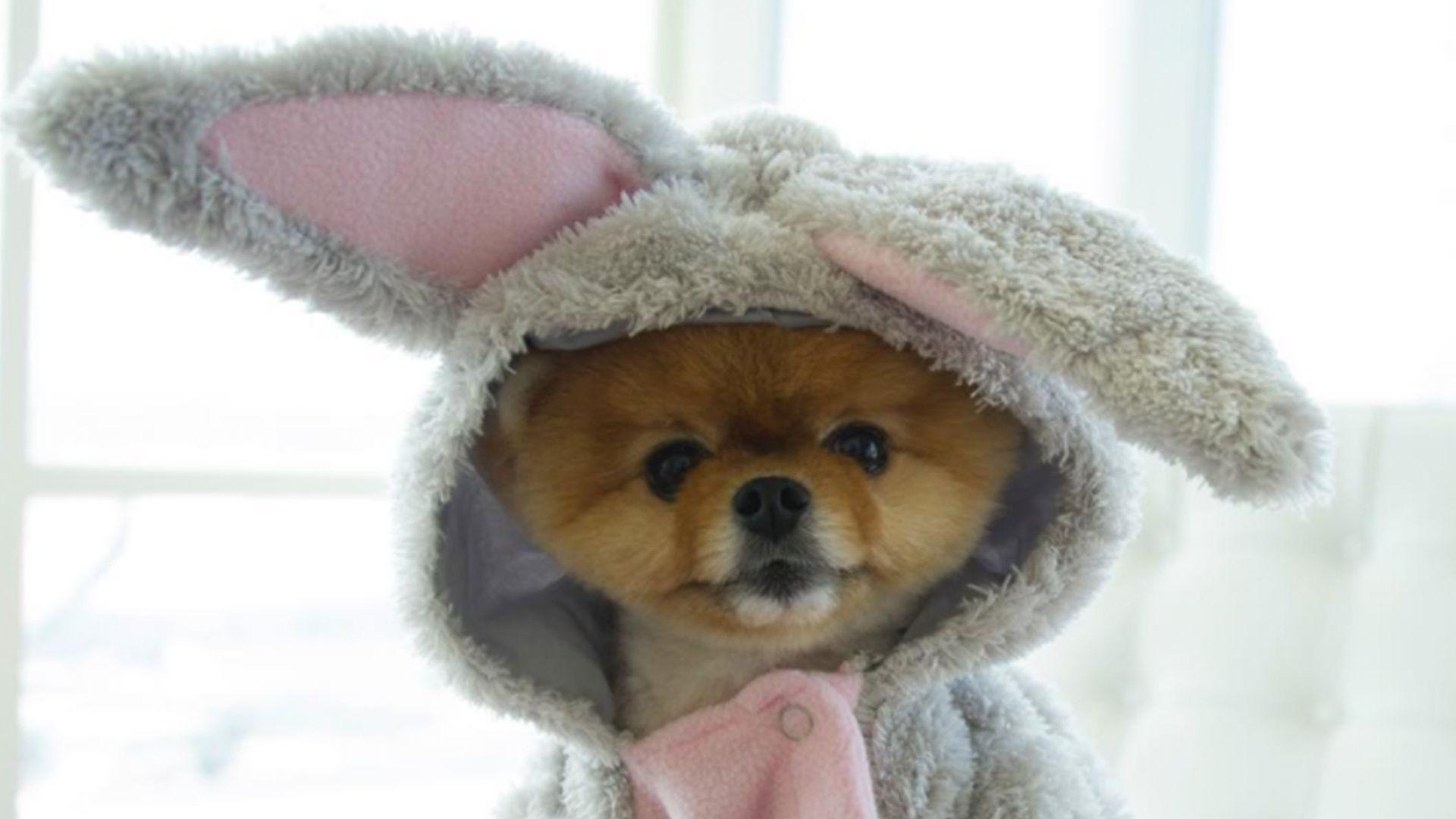 Jiff Pom Wallpapers - Top Free Jiff Pom Backgrounds - WallpaperAccess