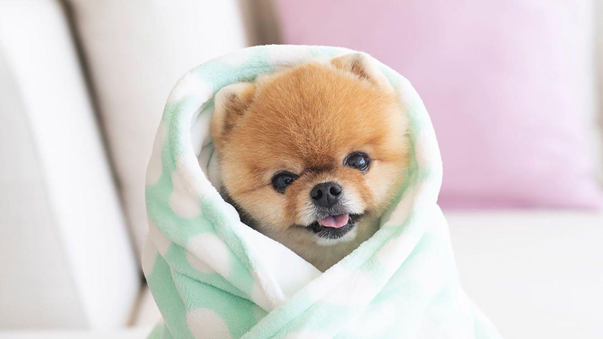 Cute Jiffpom Wallpapers - Top Free Cute Jiffpom Backgrounds ...