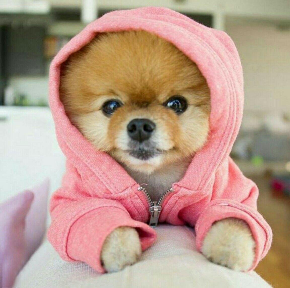 Cute Jiffpom Wallpapers - Top Free Cute Jiffpom Backgrounds ...