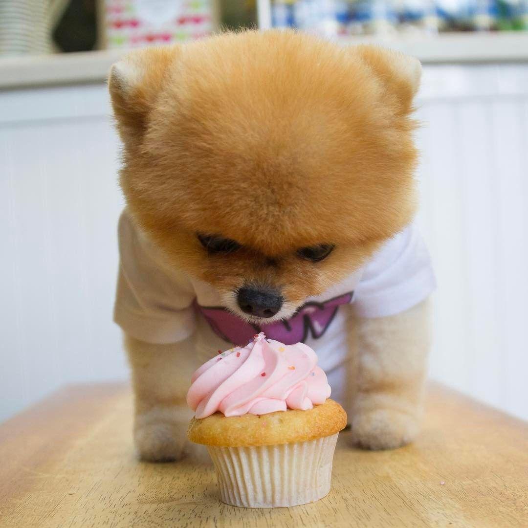 Cute Jiffpom Wallpapers - Top Free Cute Jiffpom Backgrounds ...