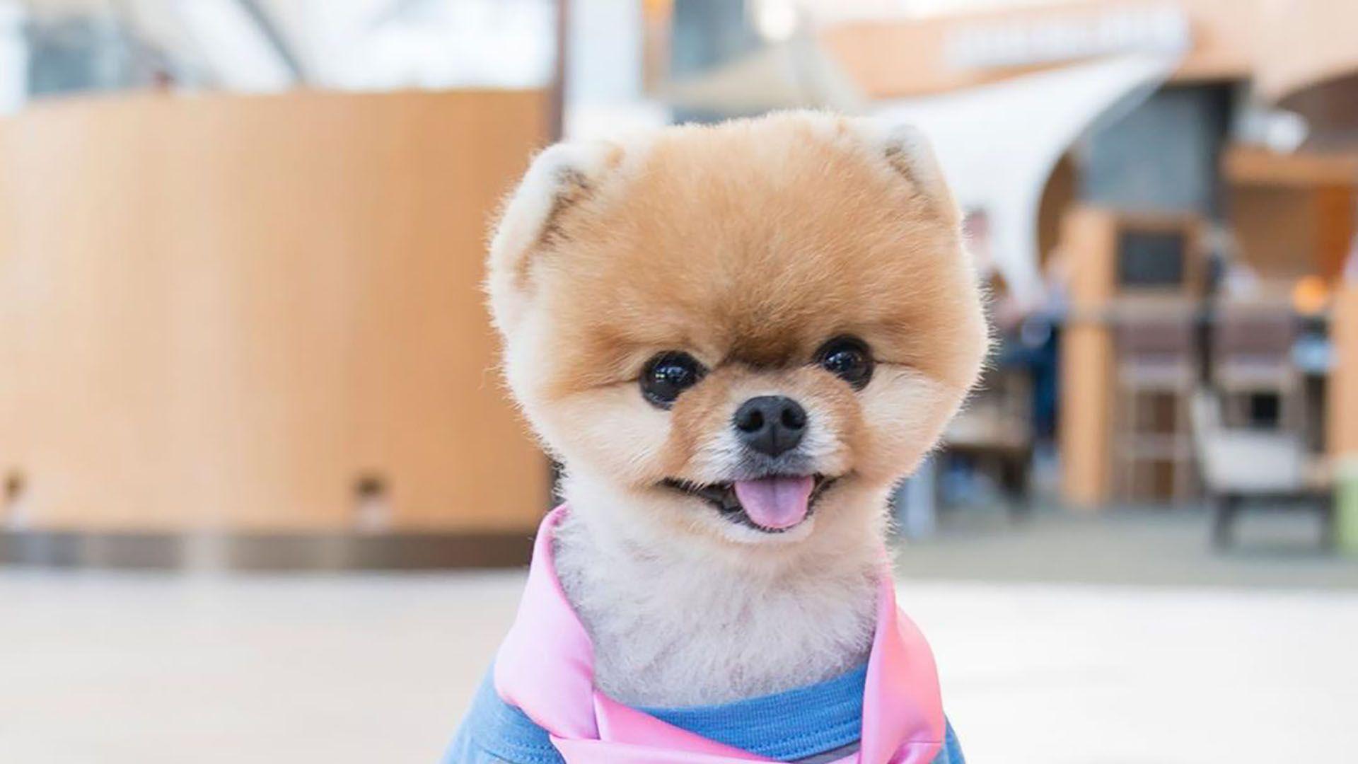 Cute Jiffpom Wallpapers - Top Free Cute Jiffpom Backgrounds ...
