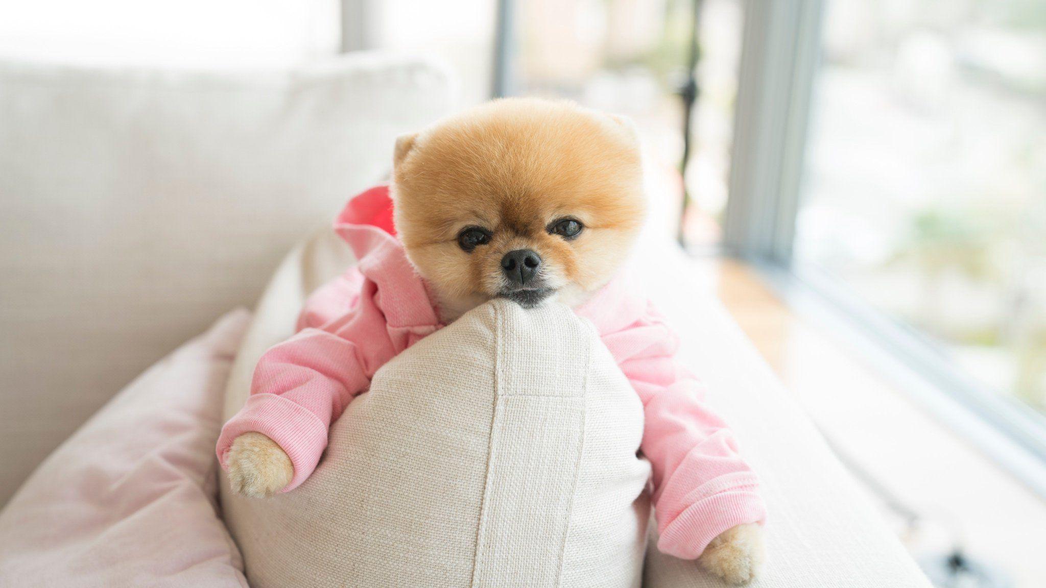 Cute Jiffpom Wallpapers - Top Free Cute Jiffpom Backgrounds ...