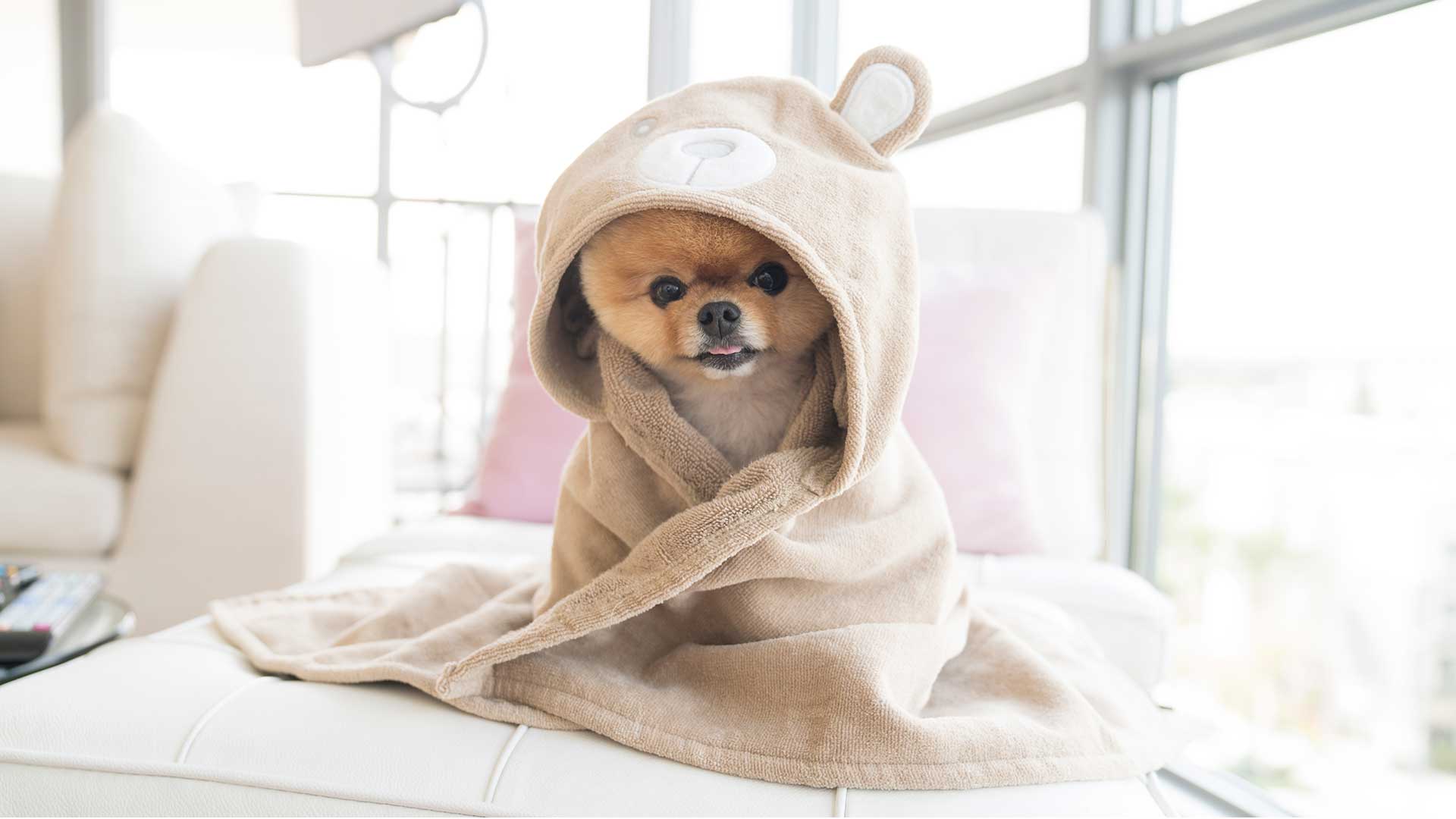 Jiff Pom Wallpapers - Top Free Jiff Pom Backgrounds - WallpaperAccess