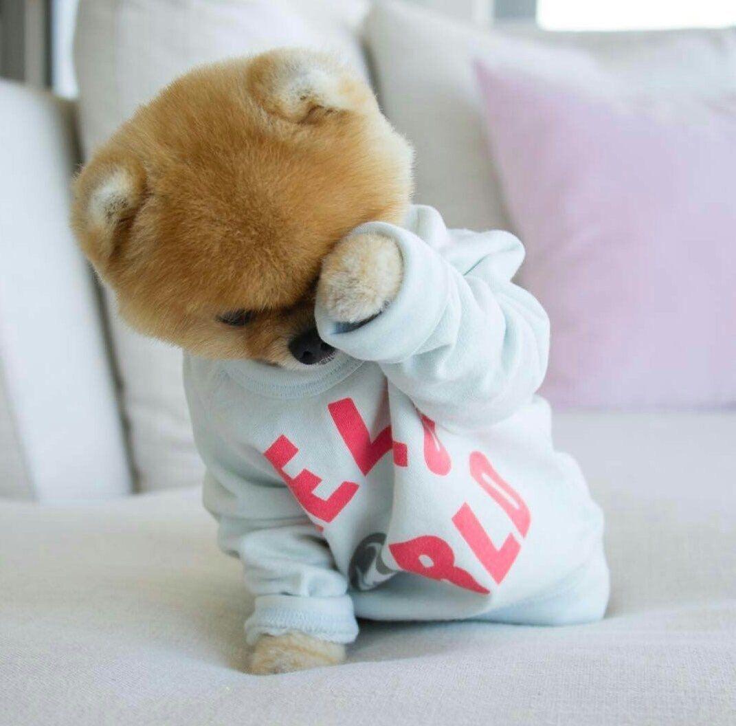 Jiff Pom Wallpapers - Top Free Jiff Pom Backgrounds - WallpaperAccess