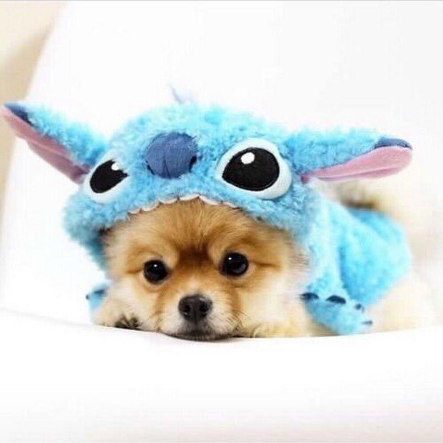 Cute Jiffpom Wallpapers - Top Free Cute Jiffpom Backgrounds ...