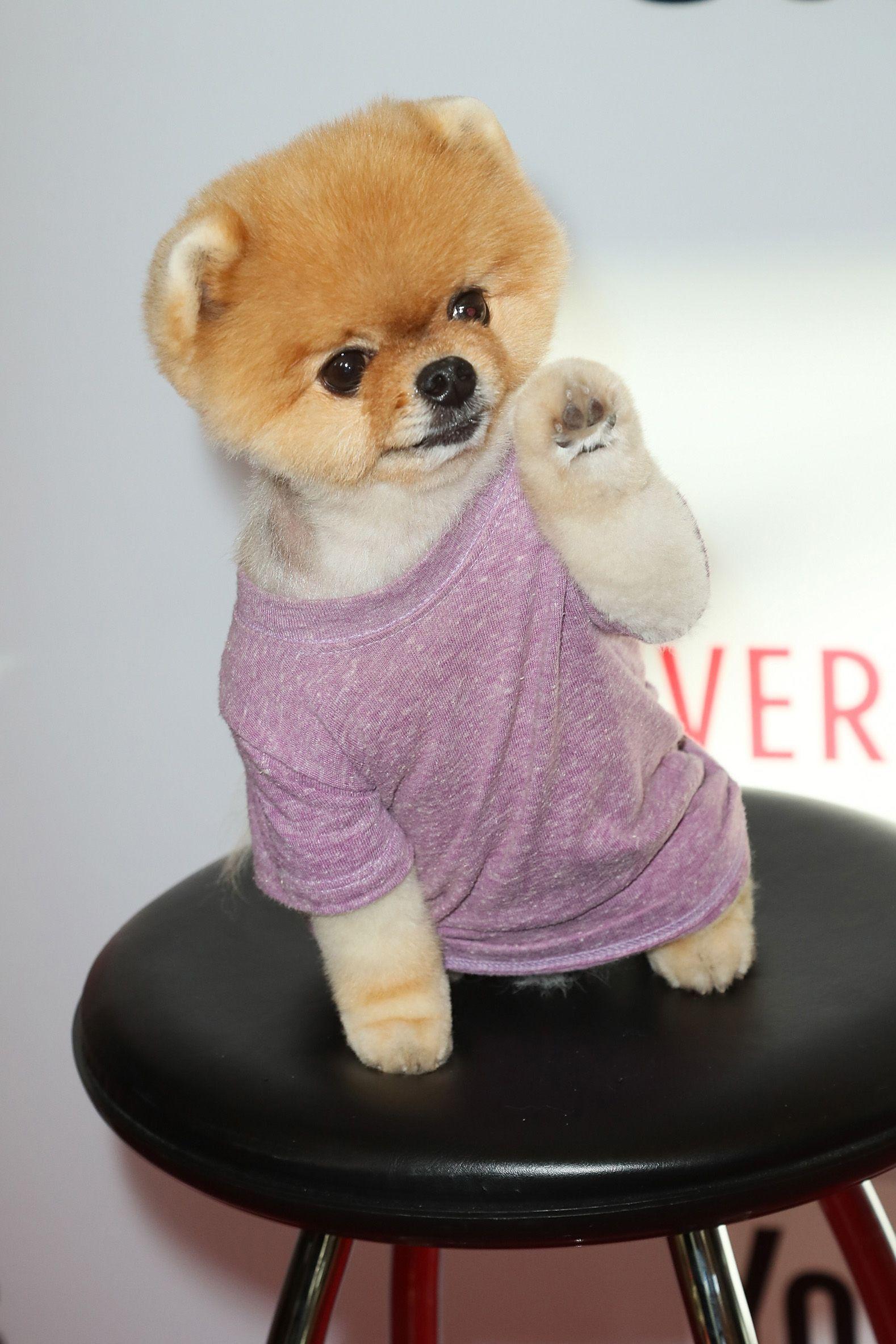 Cute Jiffpom Wallpapers - Top Free Cute Jiffpom Backgrounds ...