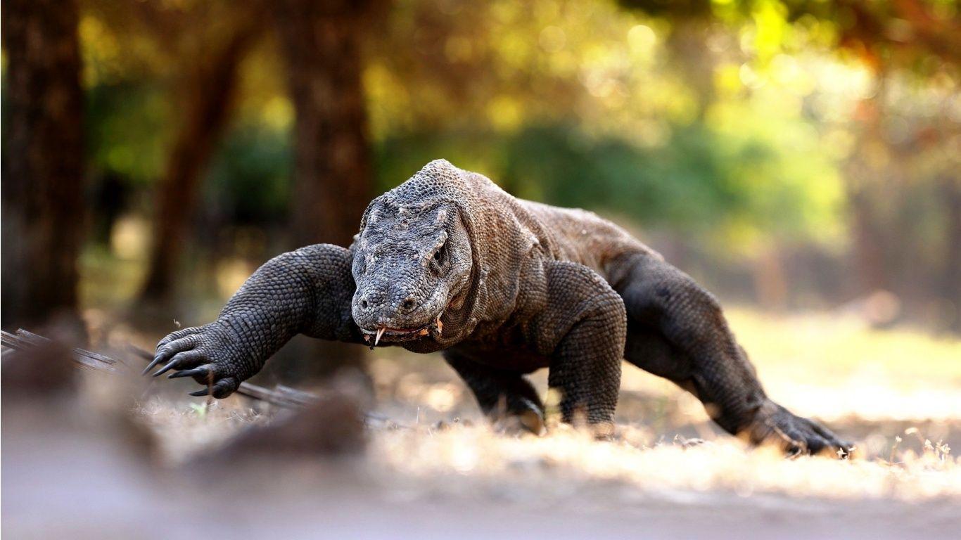 Komodo Dragon Wallpapers - Top Free Komodo Dragon Backgrounds ...