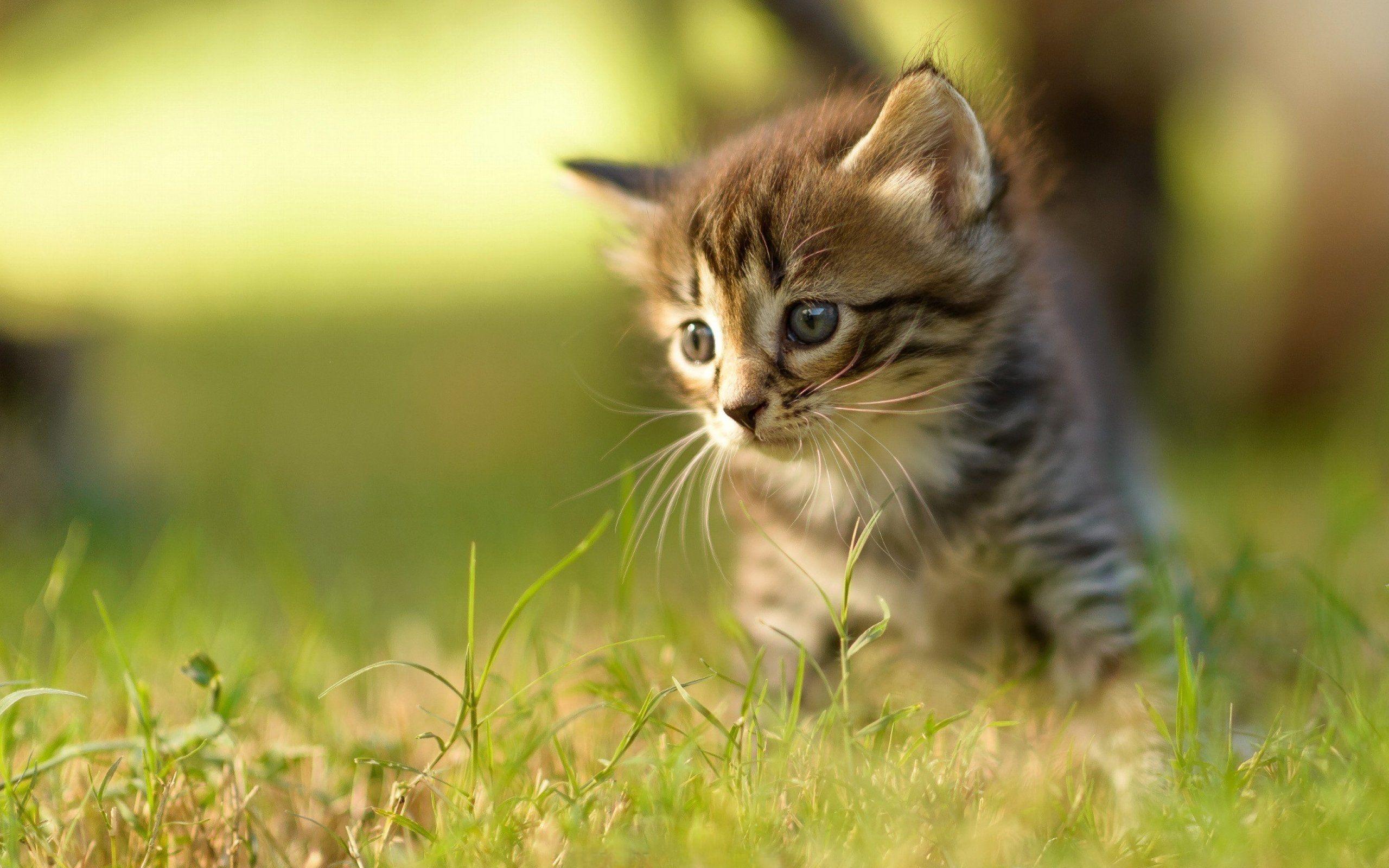Baby Cats Wallpapers - Top Free Baby Cats Backgrounds - WallpaperAccess