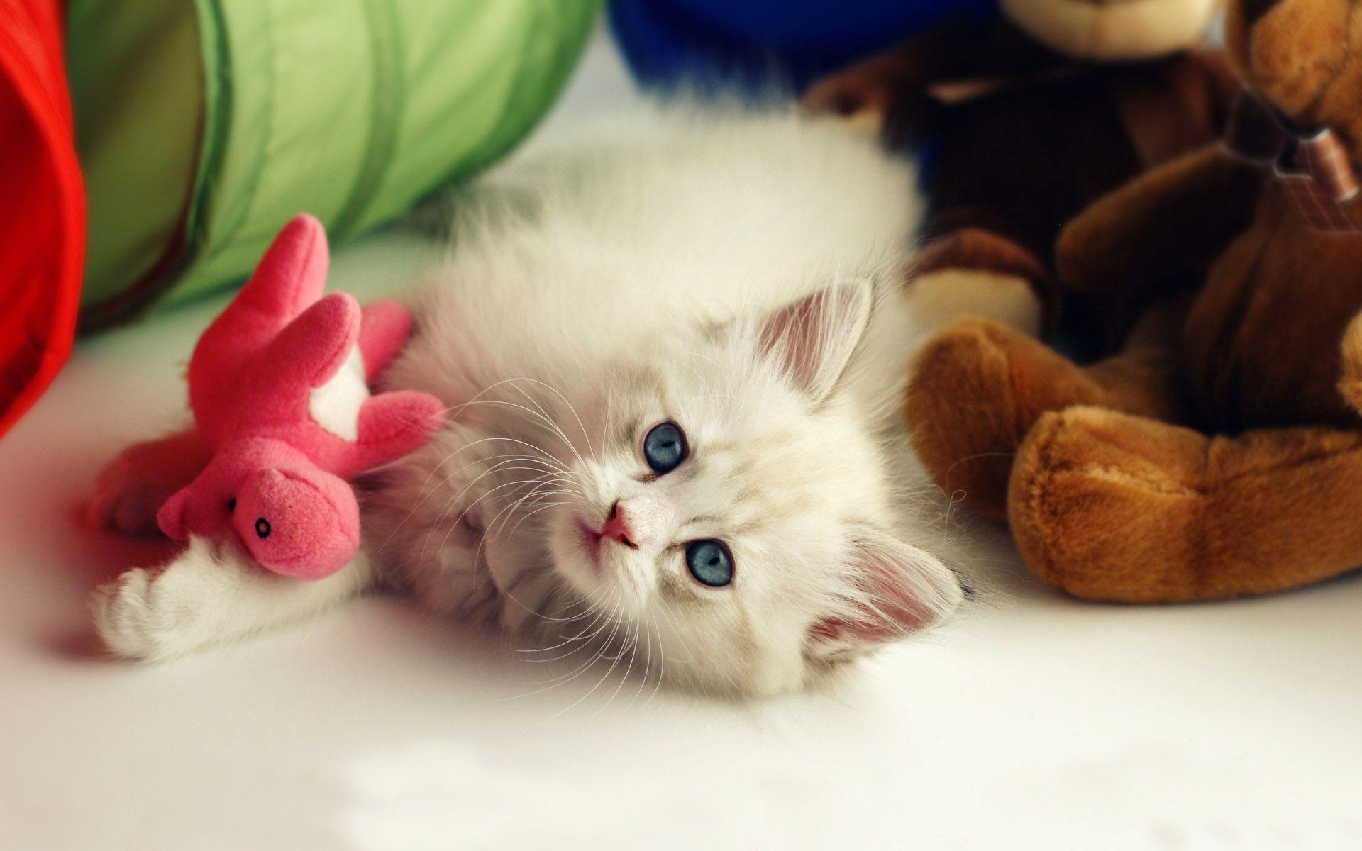 Baby Cats Wallpapers - Top Free Baby Cats Backgrounds - WallpaperAccess
