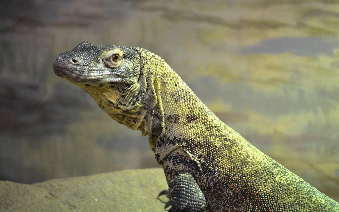 Komodo Dragon Wallpapers - Top Free Komodo Dragon Backgrounds ...