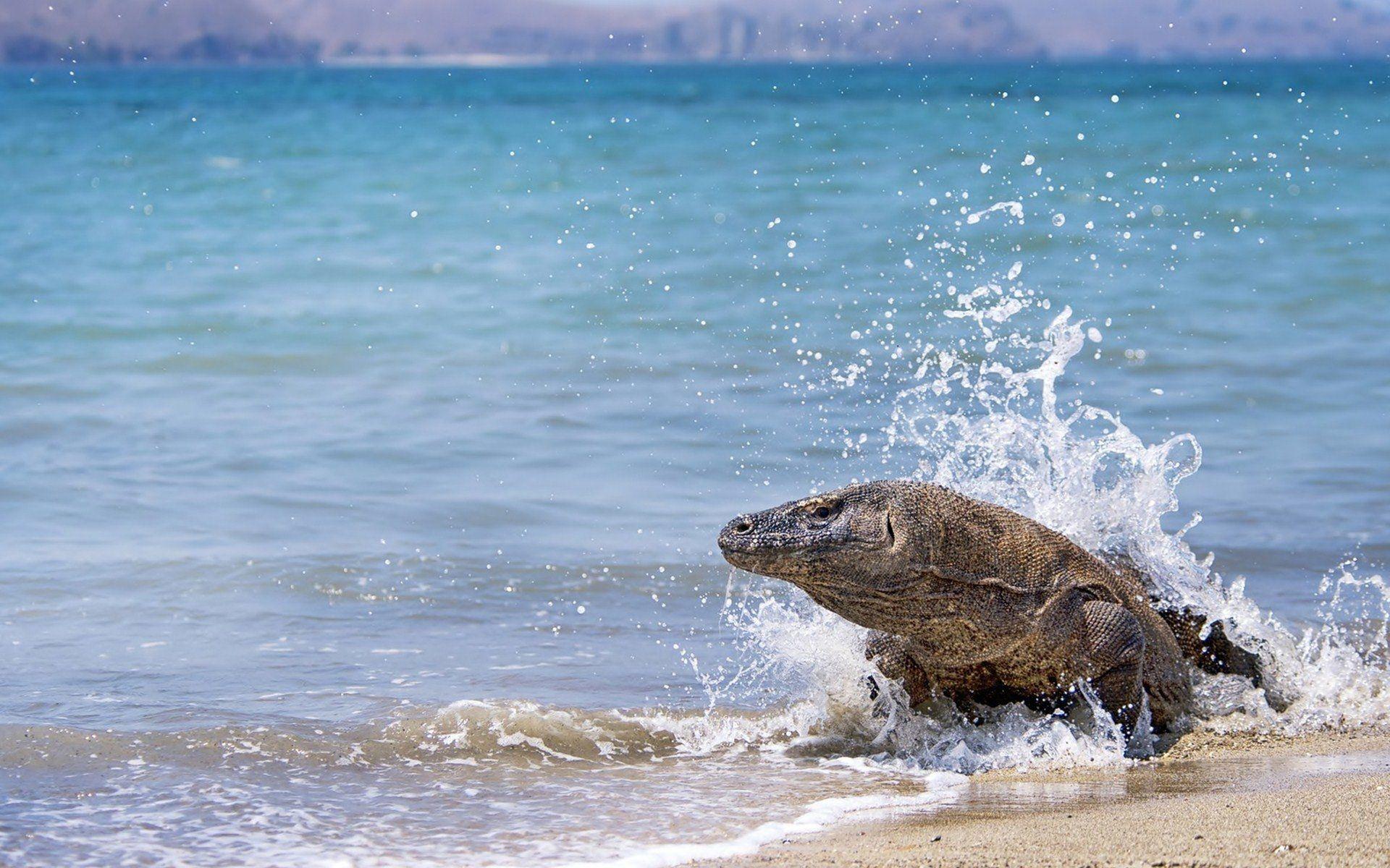 Komodo Dragon Wallpapers - Top Free Komodo Dragon Backgrounds ...