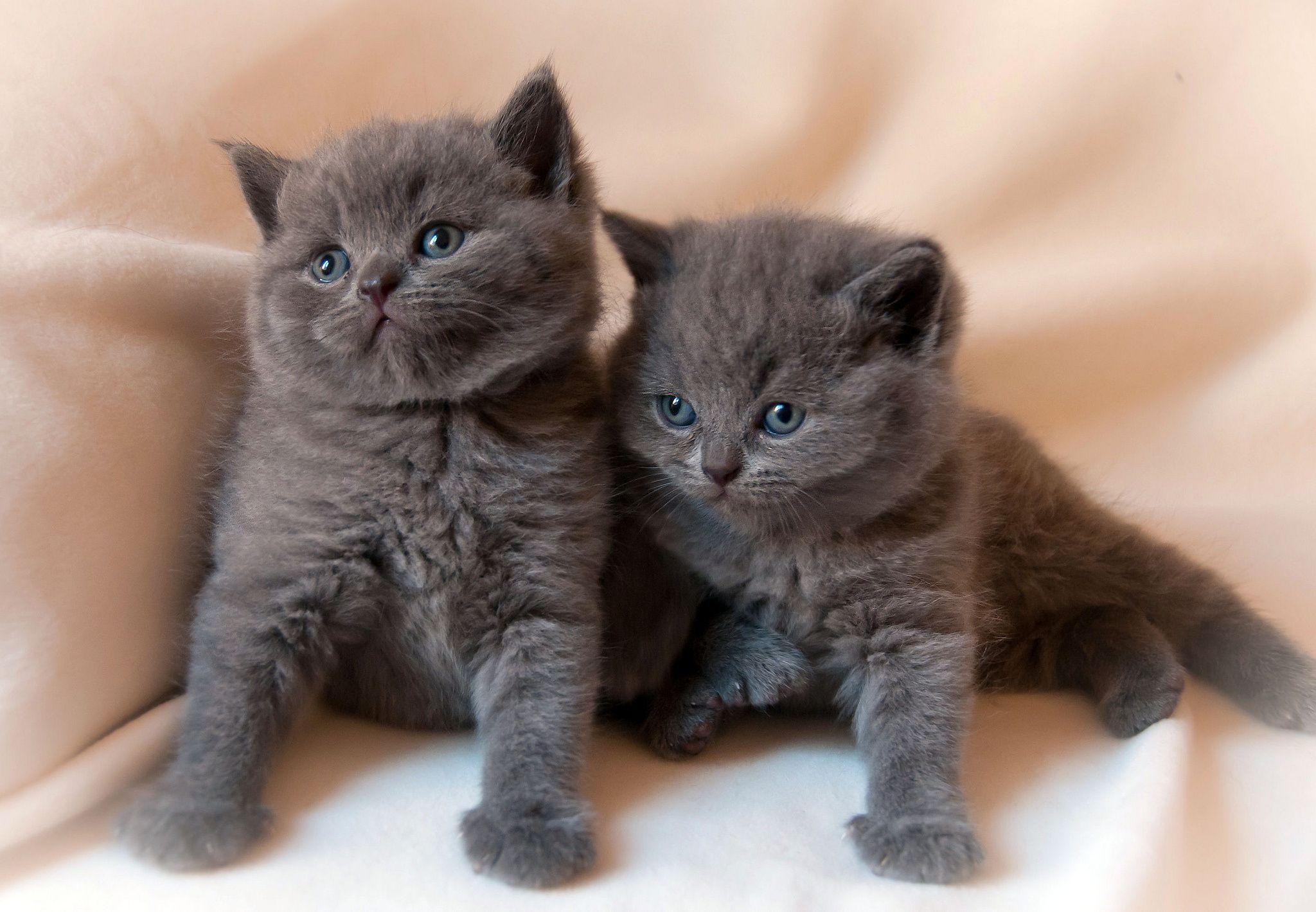 Baby Cat Wallpapers - Top Free Baby Cat Backgrounds - WallpaperAccess