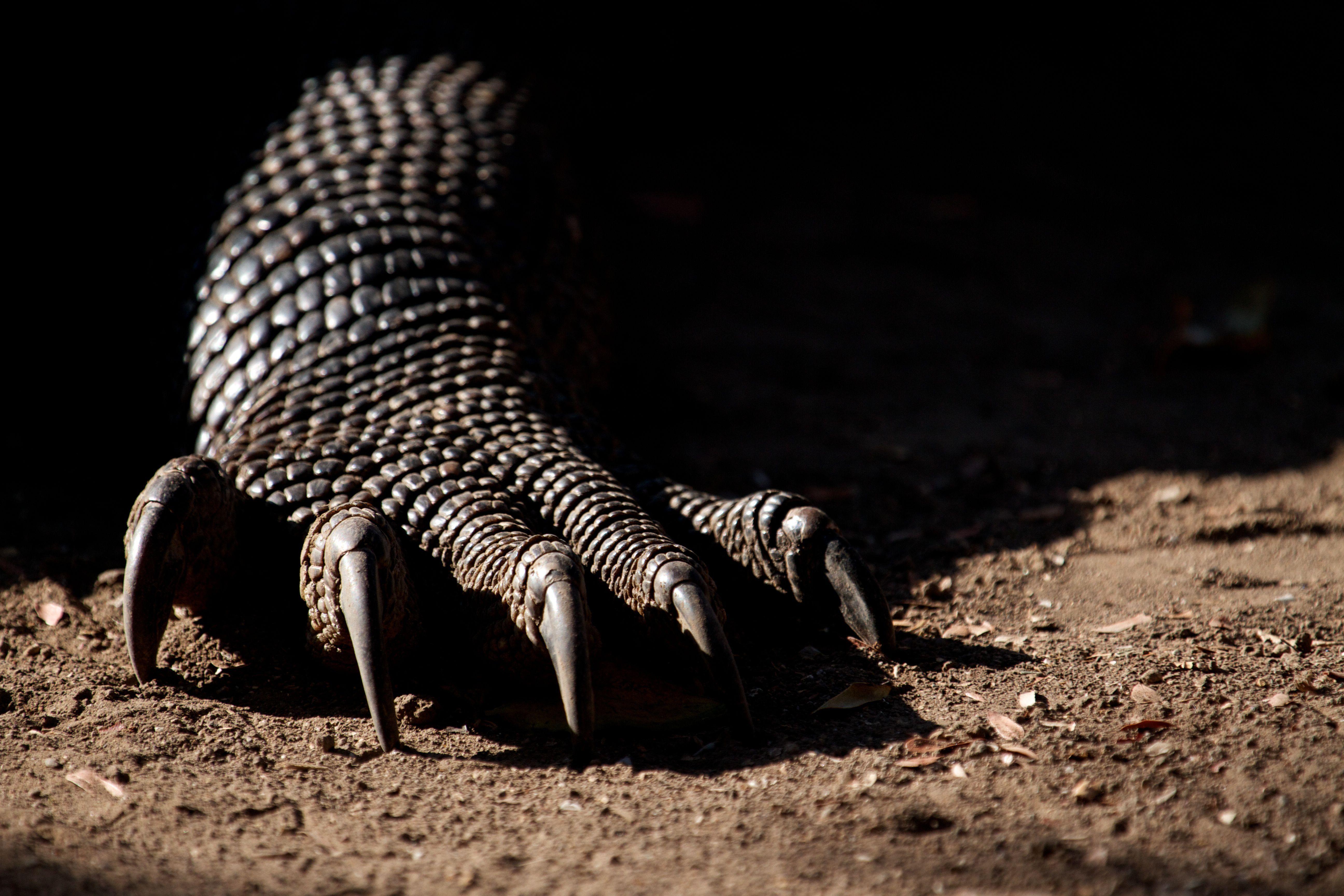 Komodo Dragon Wallpapers - Top Free Komodo Dragon Backgrounds ...