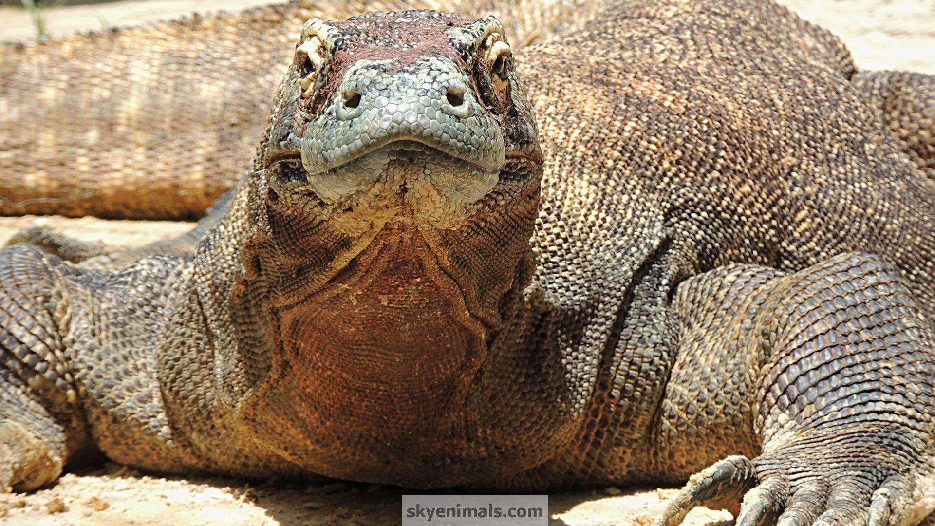 Komodo Dragon Wallpapers - Top Free Komodo Dragon Backgrounds ...