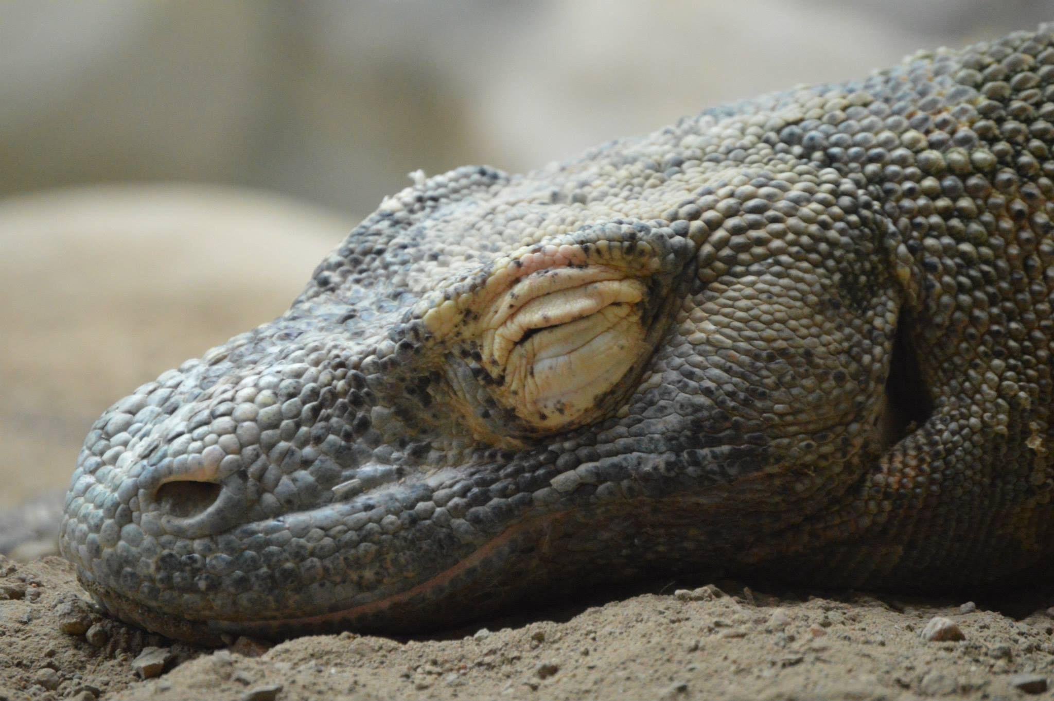 Komodo Dragon Wallpapers - Top Free Komodo Dragon Backgrounds ...