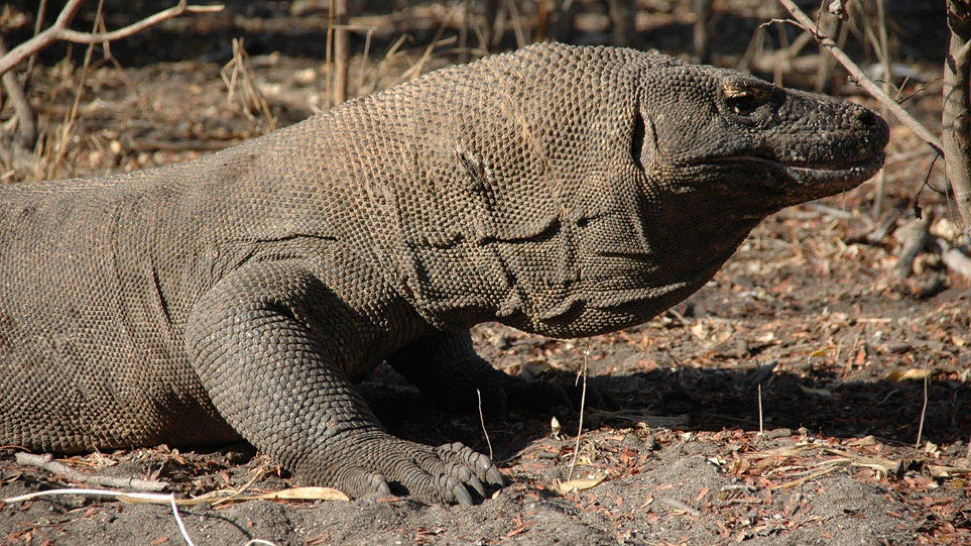 Komodo Dragon Wallpapers - Top Free Komodo Dragon Backgrounds ...