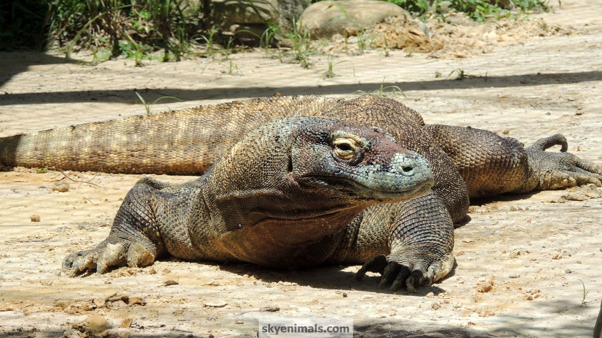 Komodo Dragon Wallpapers - Top Free Komodo Dragon Backgrounds ...