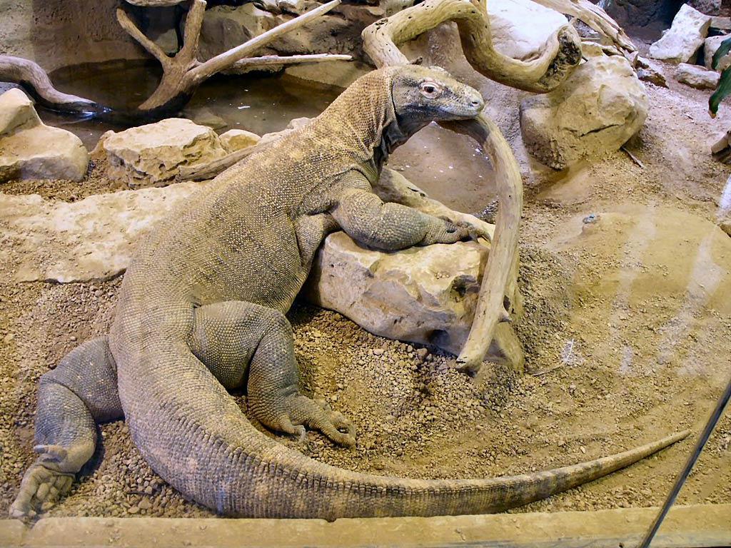 Komodo Dragon Wallpapers - Top Free Komodo Dragon Backgrounds ...