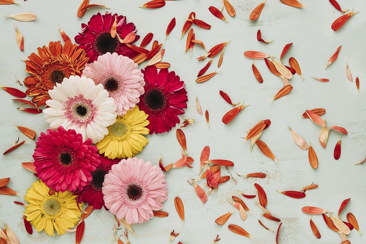 Gerbera Wallpapers - Top Free Gerbera Backgrounds - WallpaperAccess