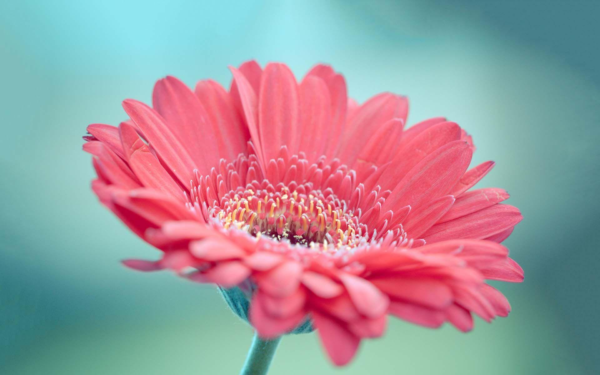 Gerbera Wallpapers - Top Free Gerbera Backgrounds - WallpaperAccess