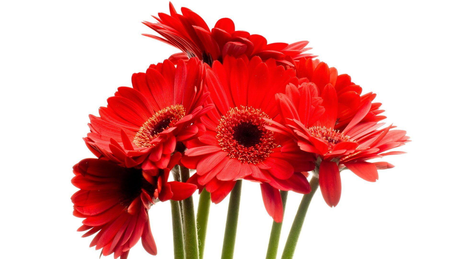 Gerbera Wallpapers - Top Free Gerbera Backgrounds - WallpaperAccess
