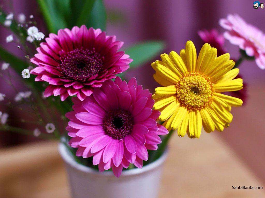 Gerbera Wallpapers - Top Free Gerbera Backgrounds - WallpaperAccess