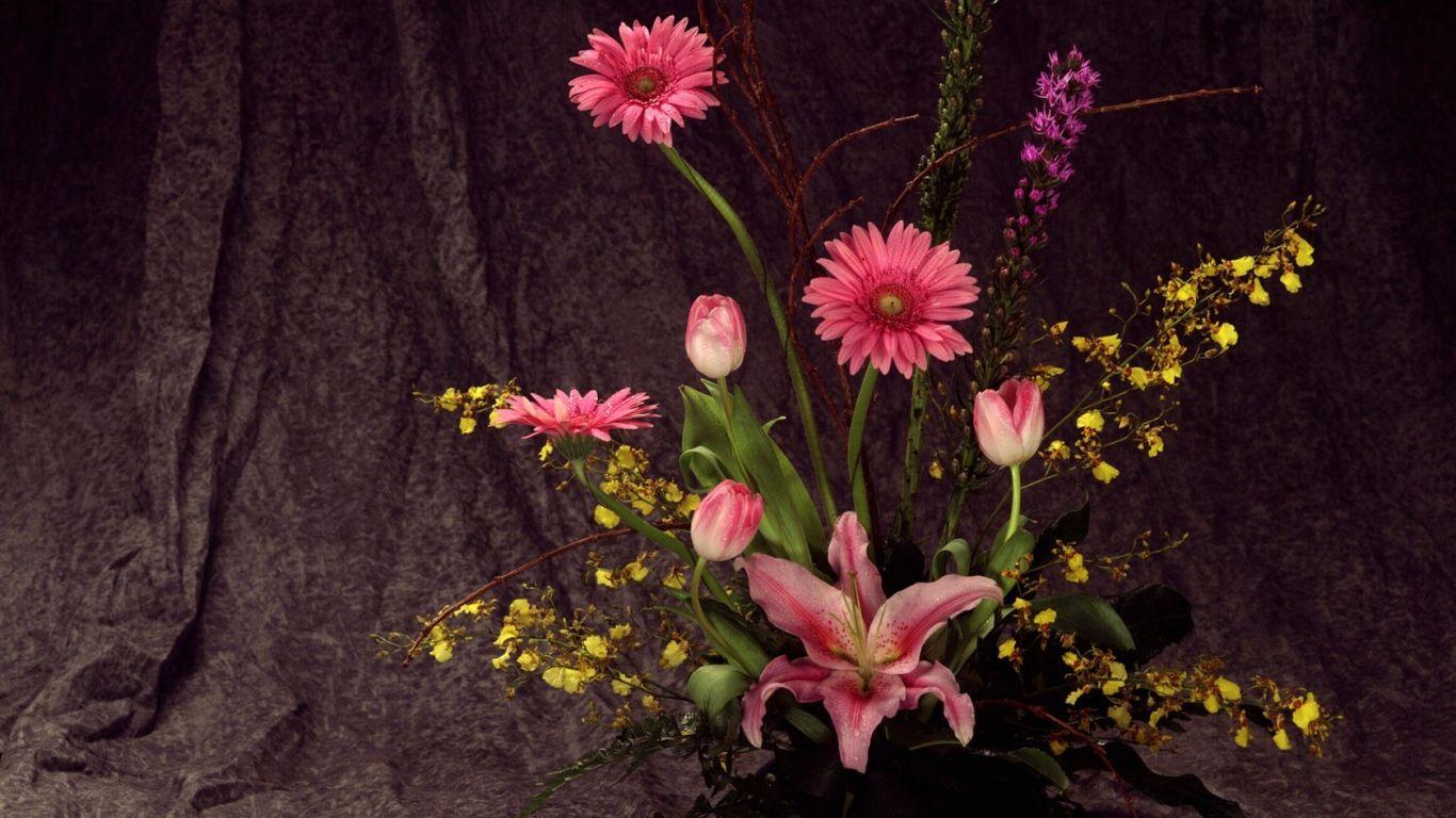 Gerbera Wallpapers - Top Free Gerbera Backgrounds - WallpaperAccess