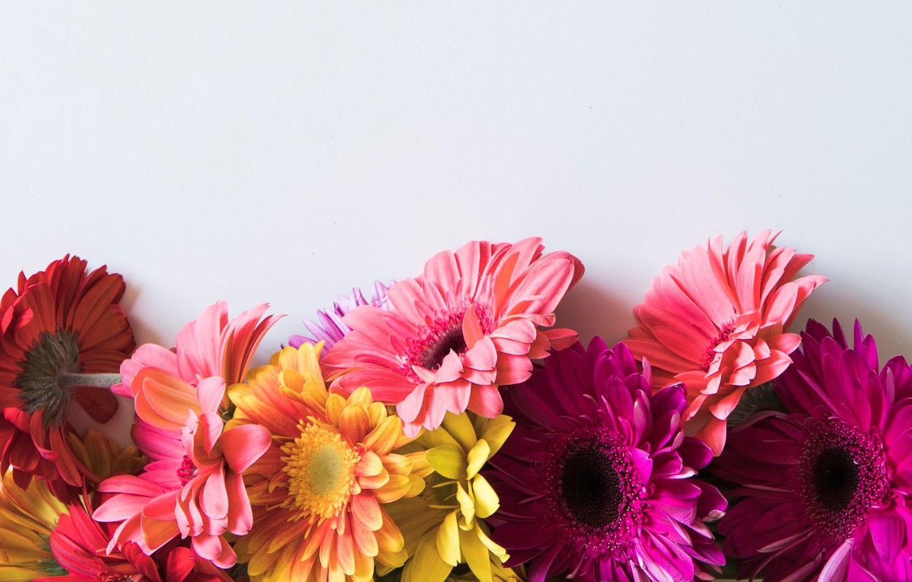 Gerbera Wallpapers - Top Free Gerbera Backgrounds - WallpaperAccess