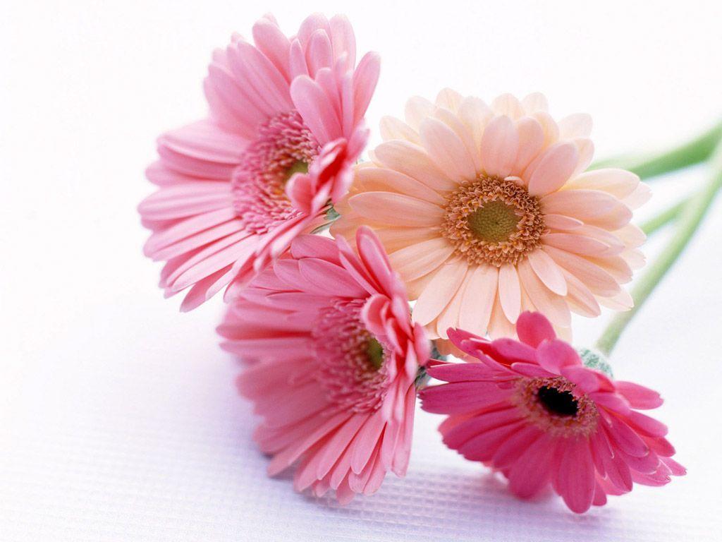 Gerbera Wallpapers - Top Free Gerbera Backgrounds - WallpaperAccess