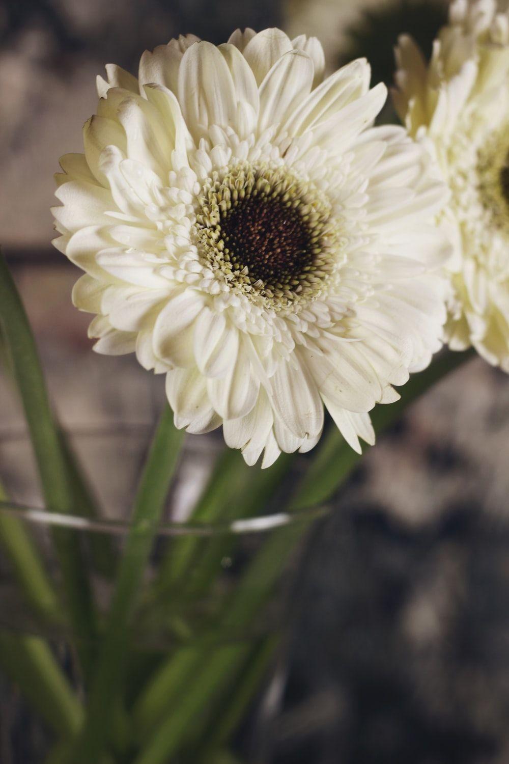 Gerbera Wallpapers - Top Free Gerbera Backgrounds - WallpaperAccess