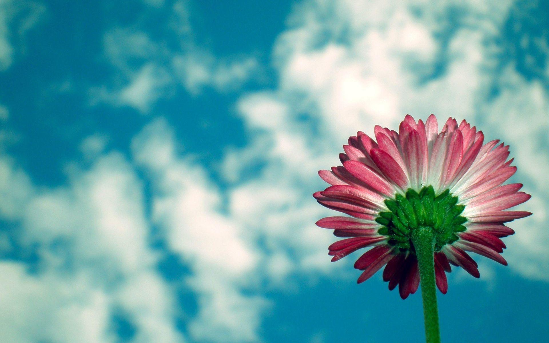 Gerbera Wallpapers - Top Free Gerbera Backgrounds - WallpaperAccess