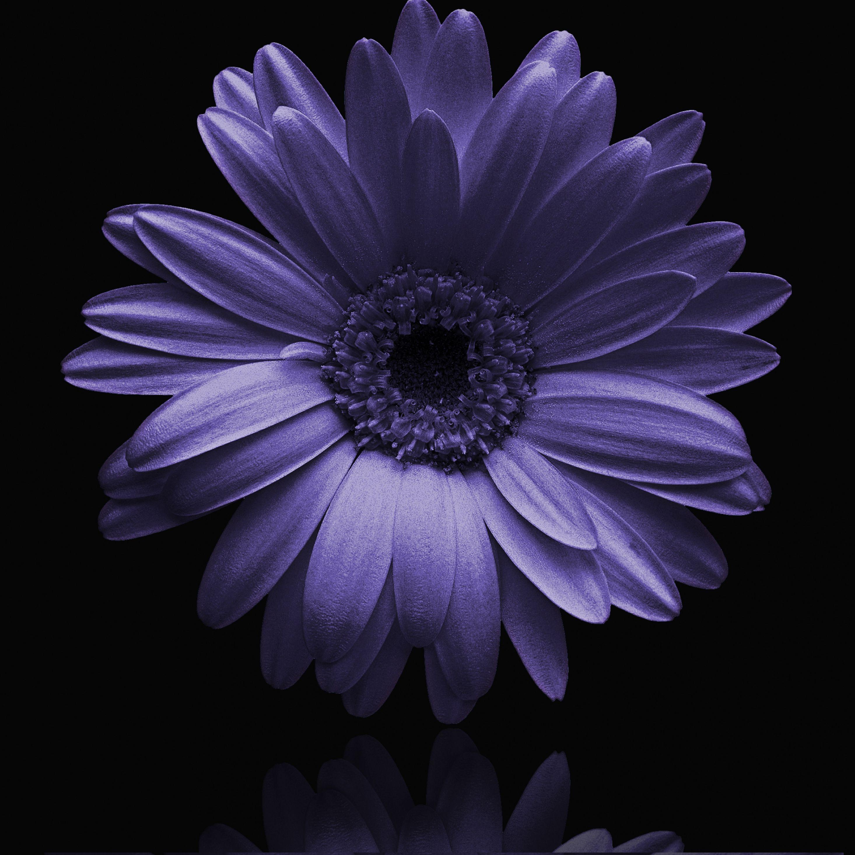 Gerbera Wallpapers - Top Free Gerbera Backgrounds - WallpaperAccess