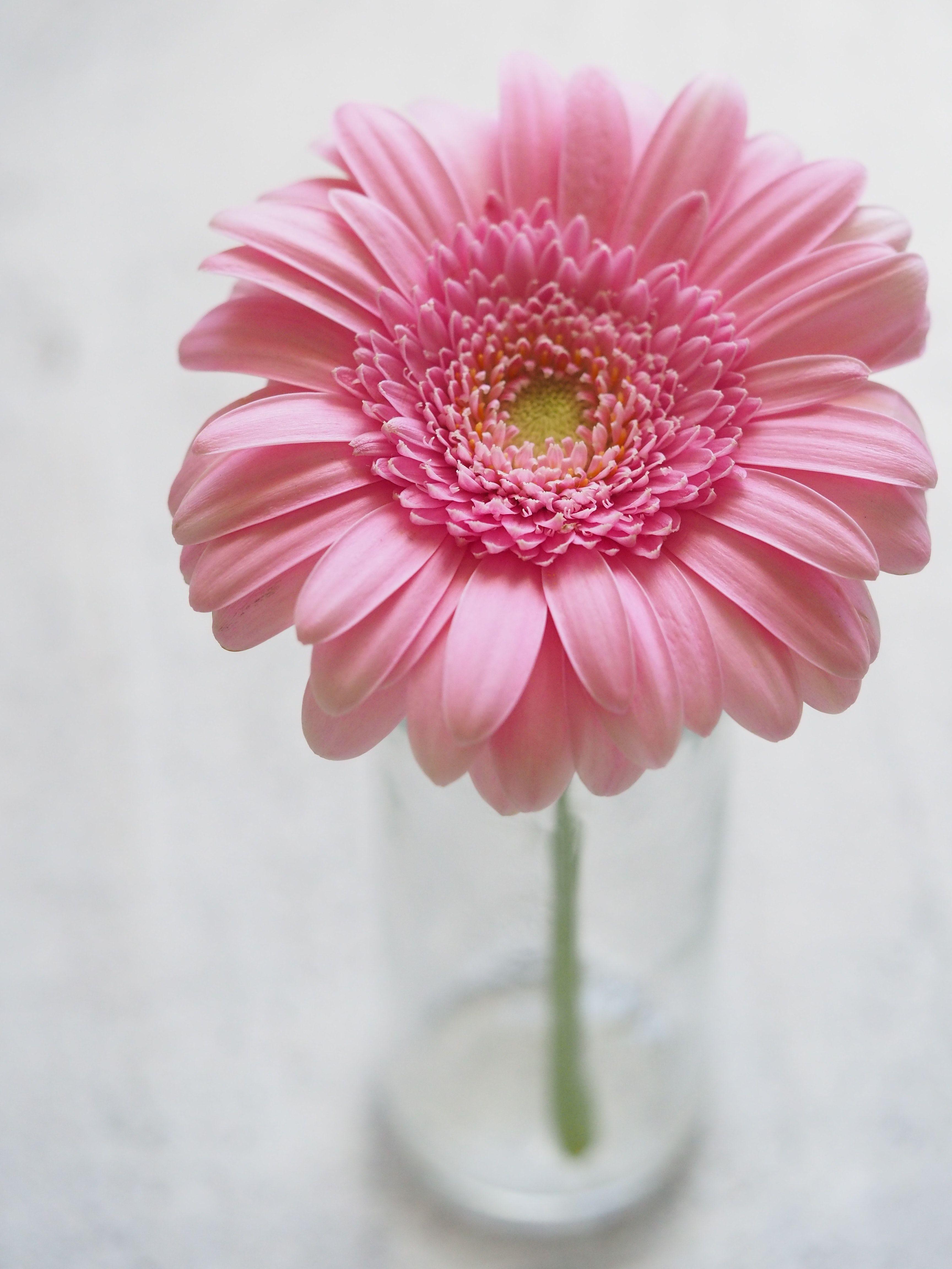Gerbera Wallpapers - Top Free Gerbera Backgrounds - WallpaperAccess