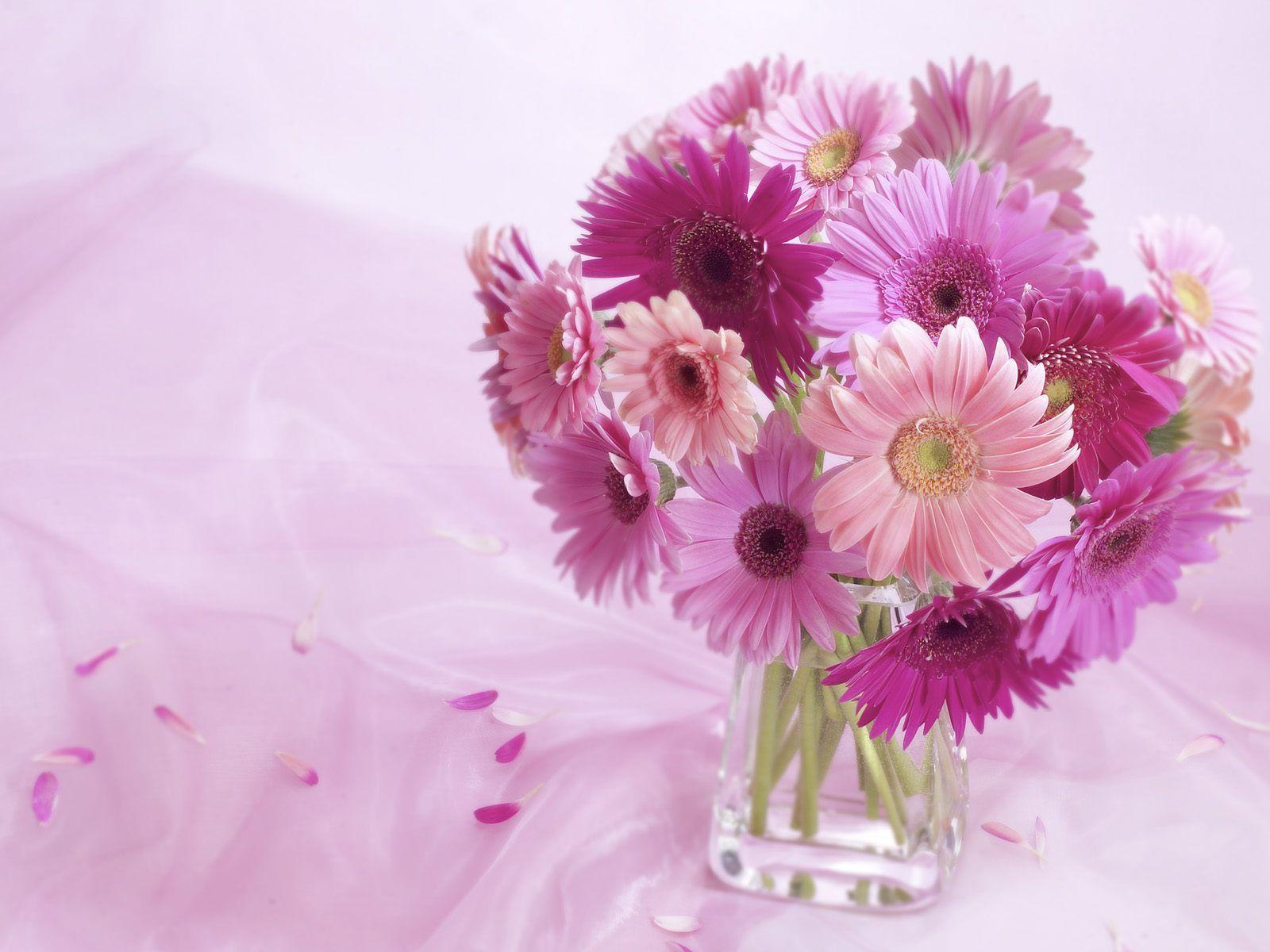 Gerbera Wallpapers - Top Free Gerbera Backgrounds - WallpaperAccess
