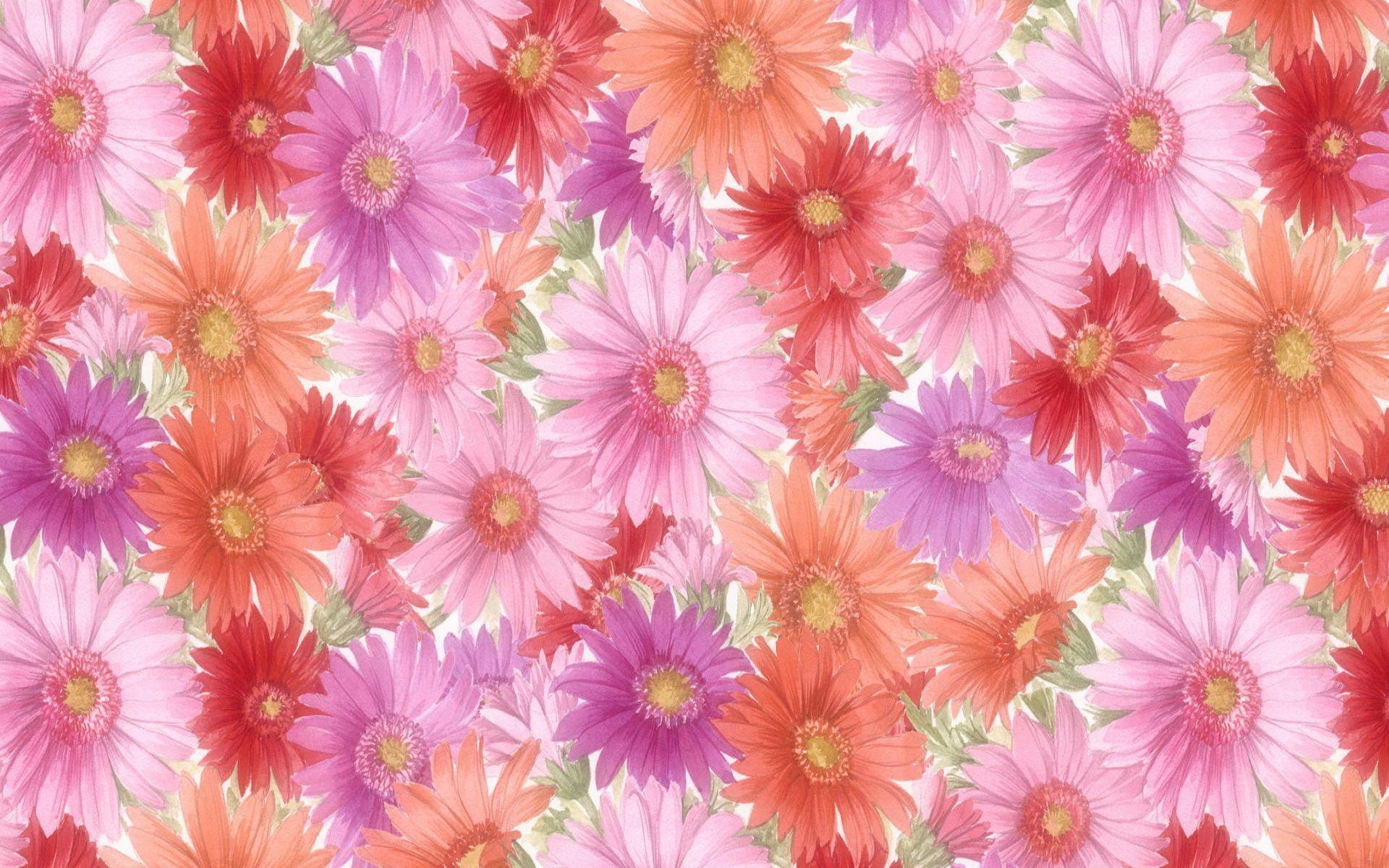 Gerbera Wallpapers - Top Free Gerbera Backgrounds - WallpaperAccess