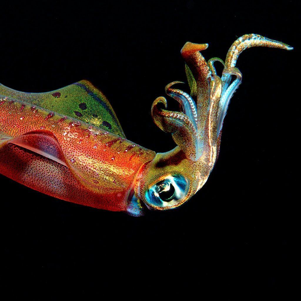 Cuttlefish Wallpapers - Top Free Cuttlefish Backgrounds - WallpaperAccess