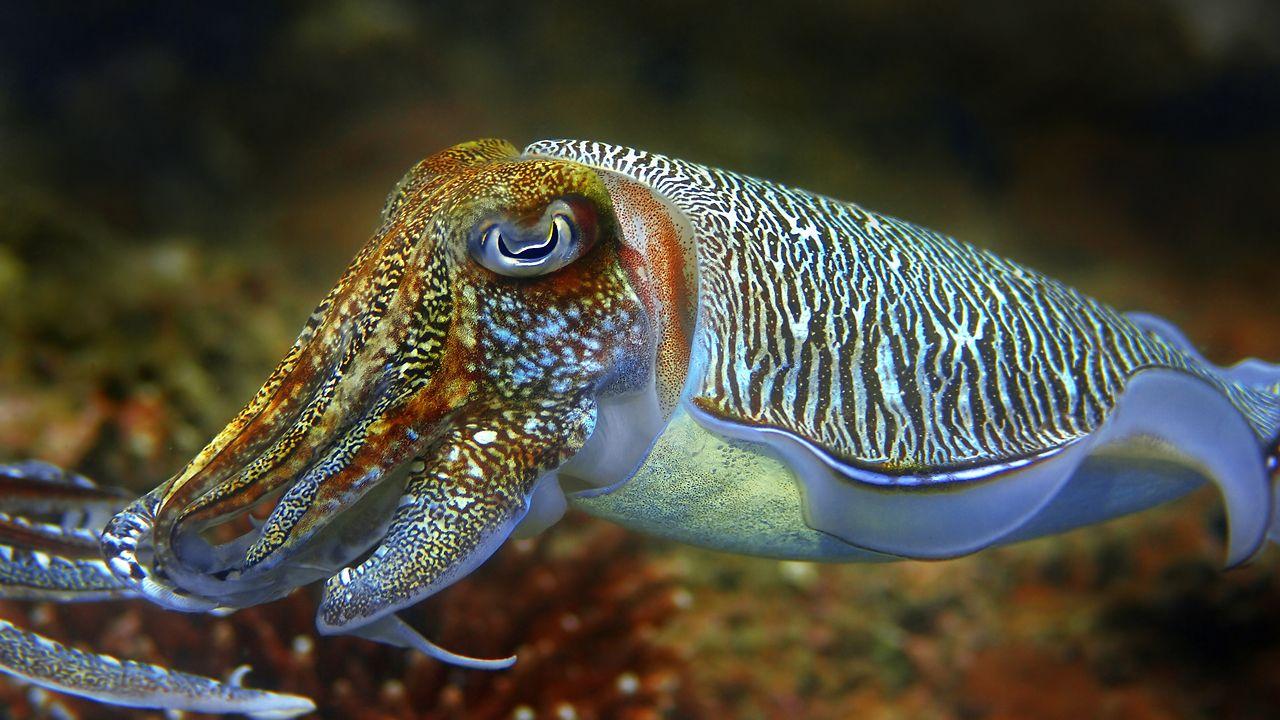 Cuttlefish Wallpapers - Top Free Cuttlefish Backgrounds - WallpaperAccess