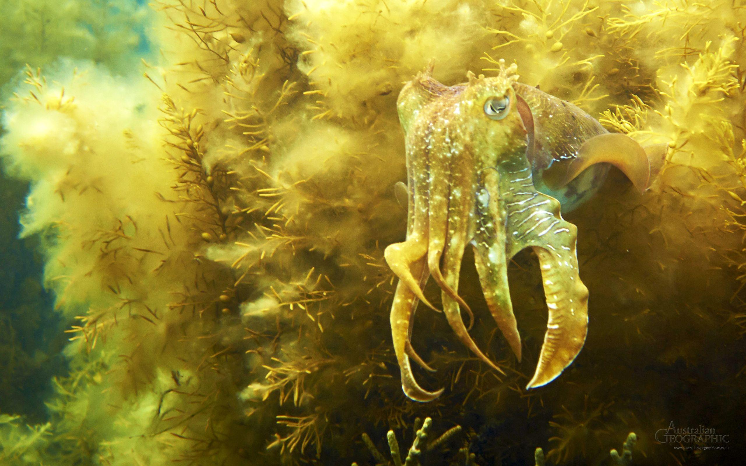 Cuttlefish Wallpapers - Top Free Cuttlefish Backgrounds - WallpaperAccess