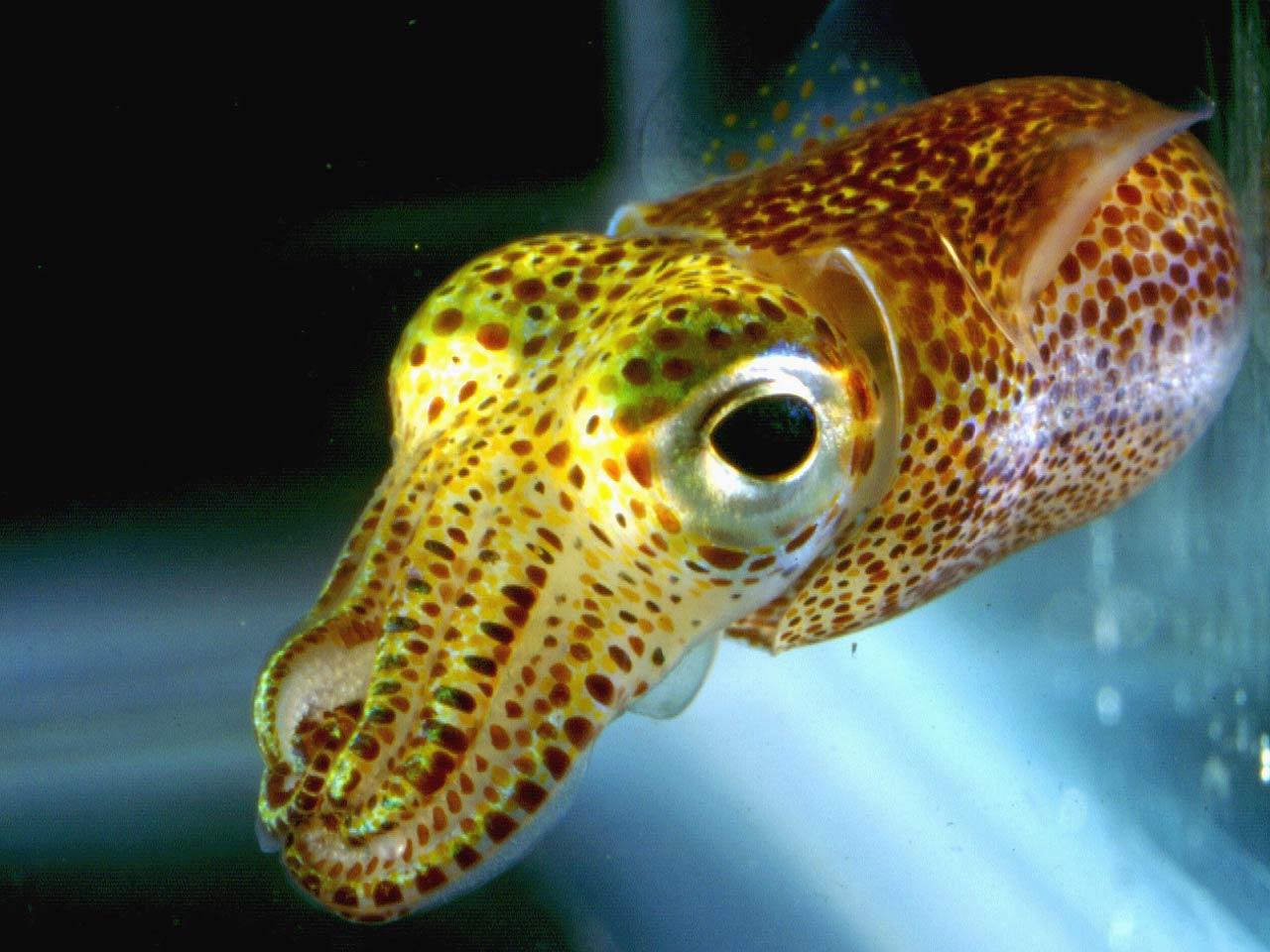 Cuttlefish Wallpapers - Top Free Cuttlefish Backgrounds - WallpaperAccess
