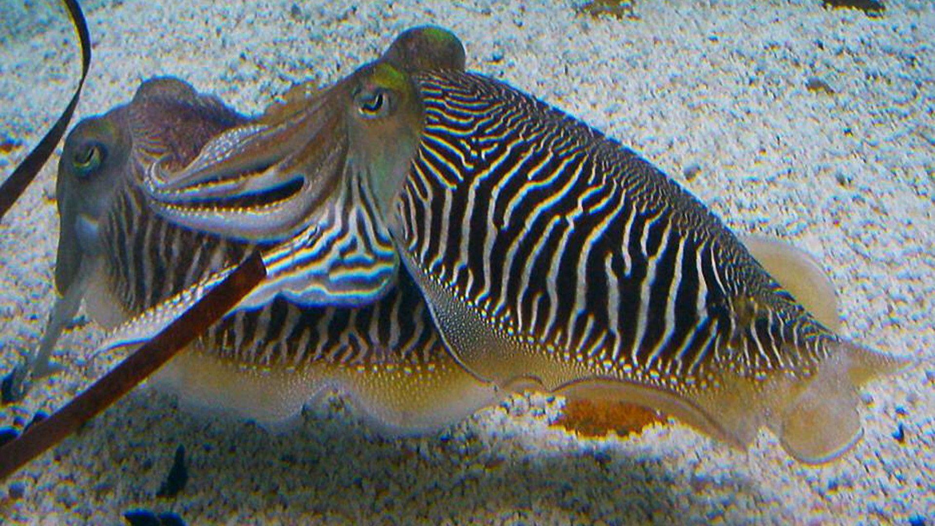 Cuttlefish Wallpapers - Top Free Cuttlefish Backgrounds - WallpaperAccess