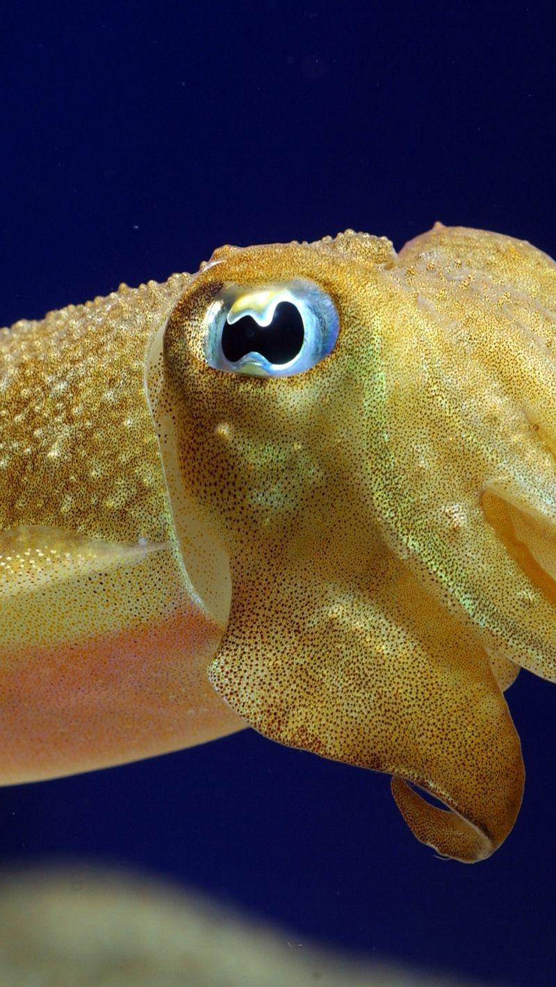 Cuttlefish Wallpapers - Top Free Cuttlefish Backgrounds - WallpaperAccess
