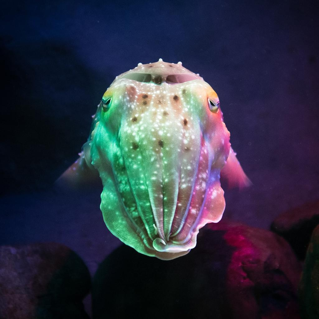 Cuttlefish Wallpapers - Top Free Cuttlefish Backgrounds - WallpaperAccess