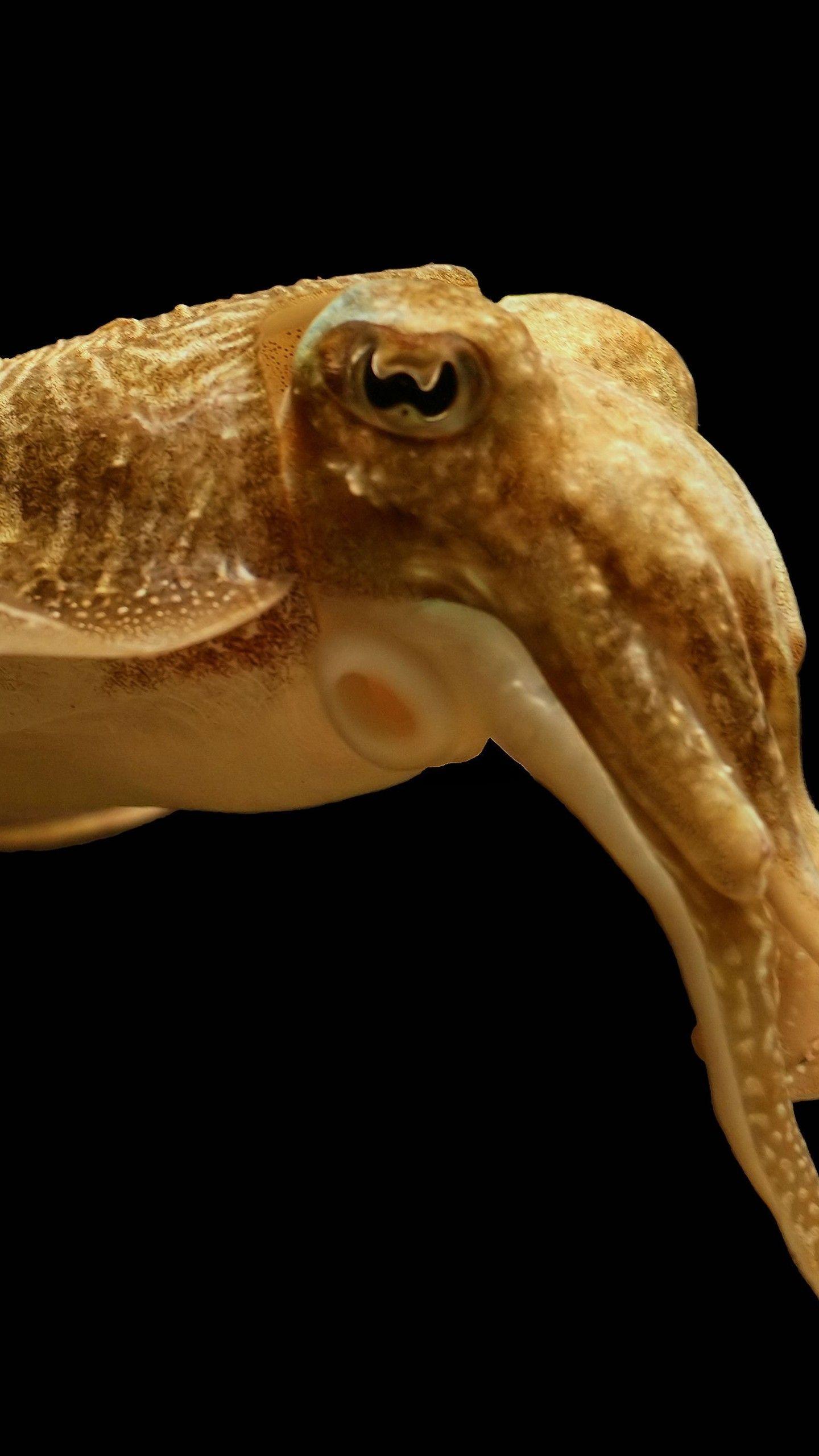 Cuttlefish Wallpapers - Top Free Cuttlefish Backgrounds - WallpaperAccess