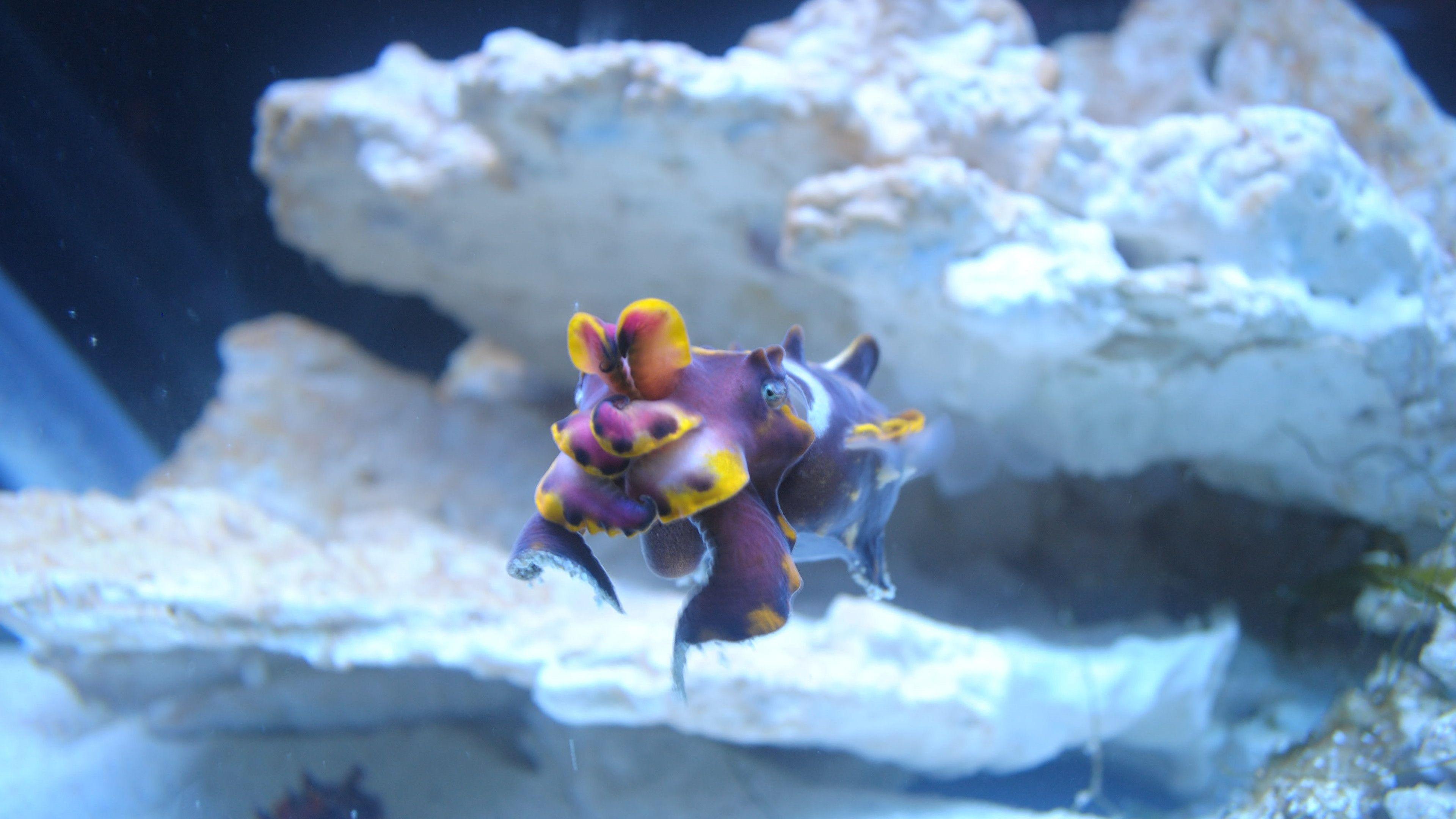 Cuttlefish Wallpapers - Top Free Cuttlefish Backgrounds - WallpaperAccess