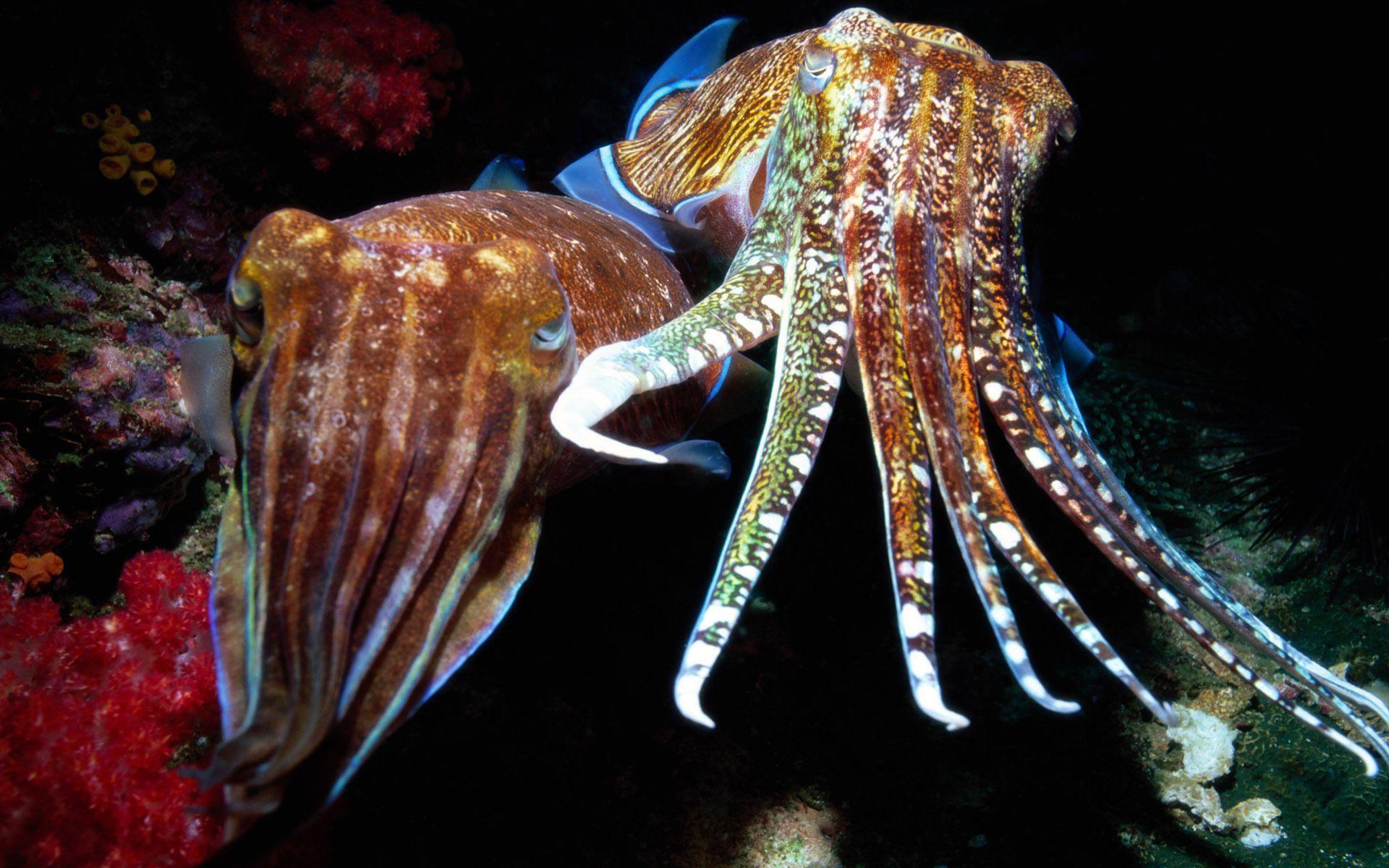 Cuttlefish Wallpapers - Top Free Cuttlefish Backgrounds - WallpaperAccess